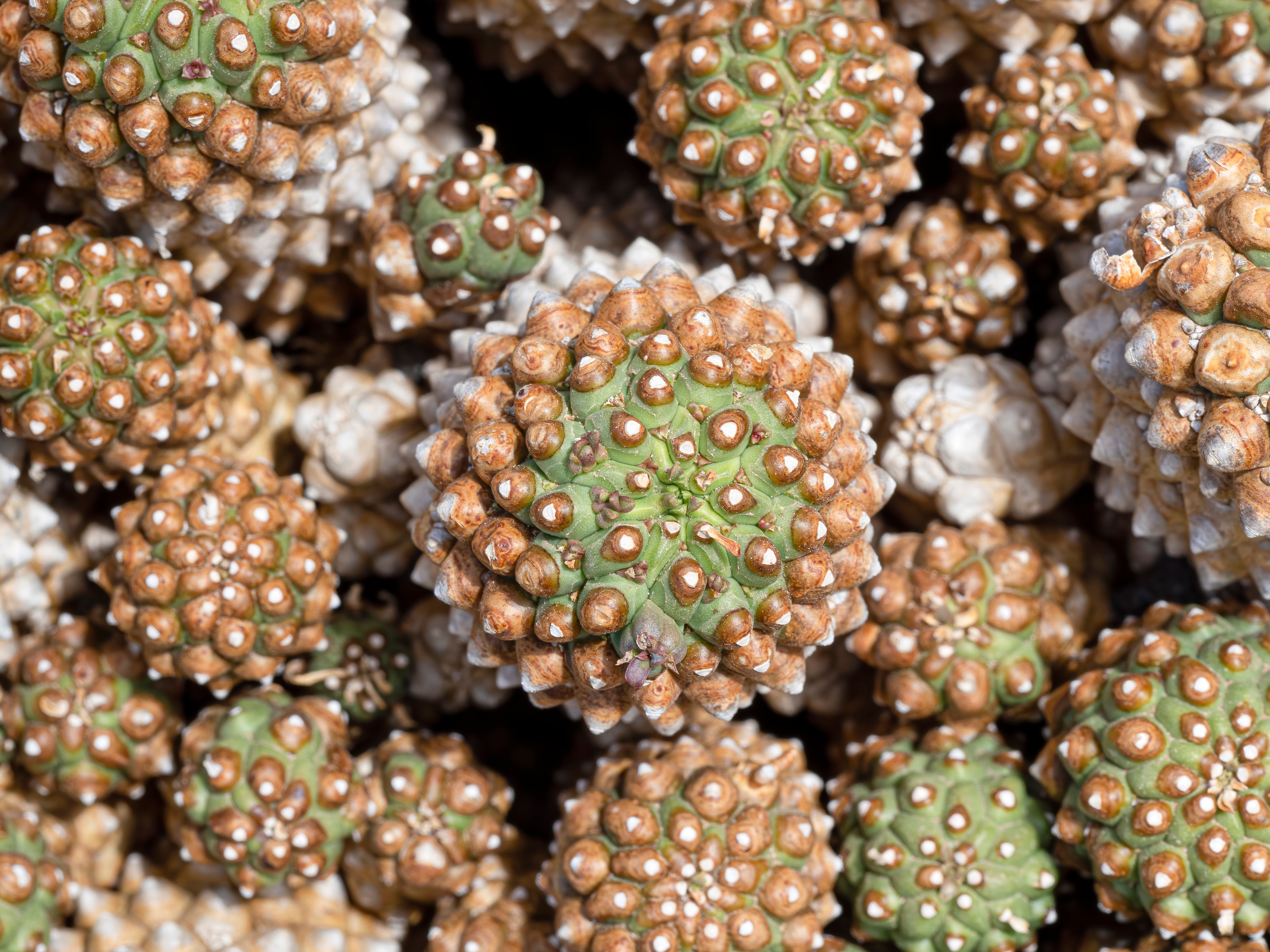 Closeup of Pine Cone Fruits · Free Stock Photo