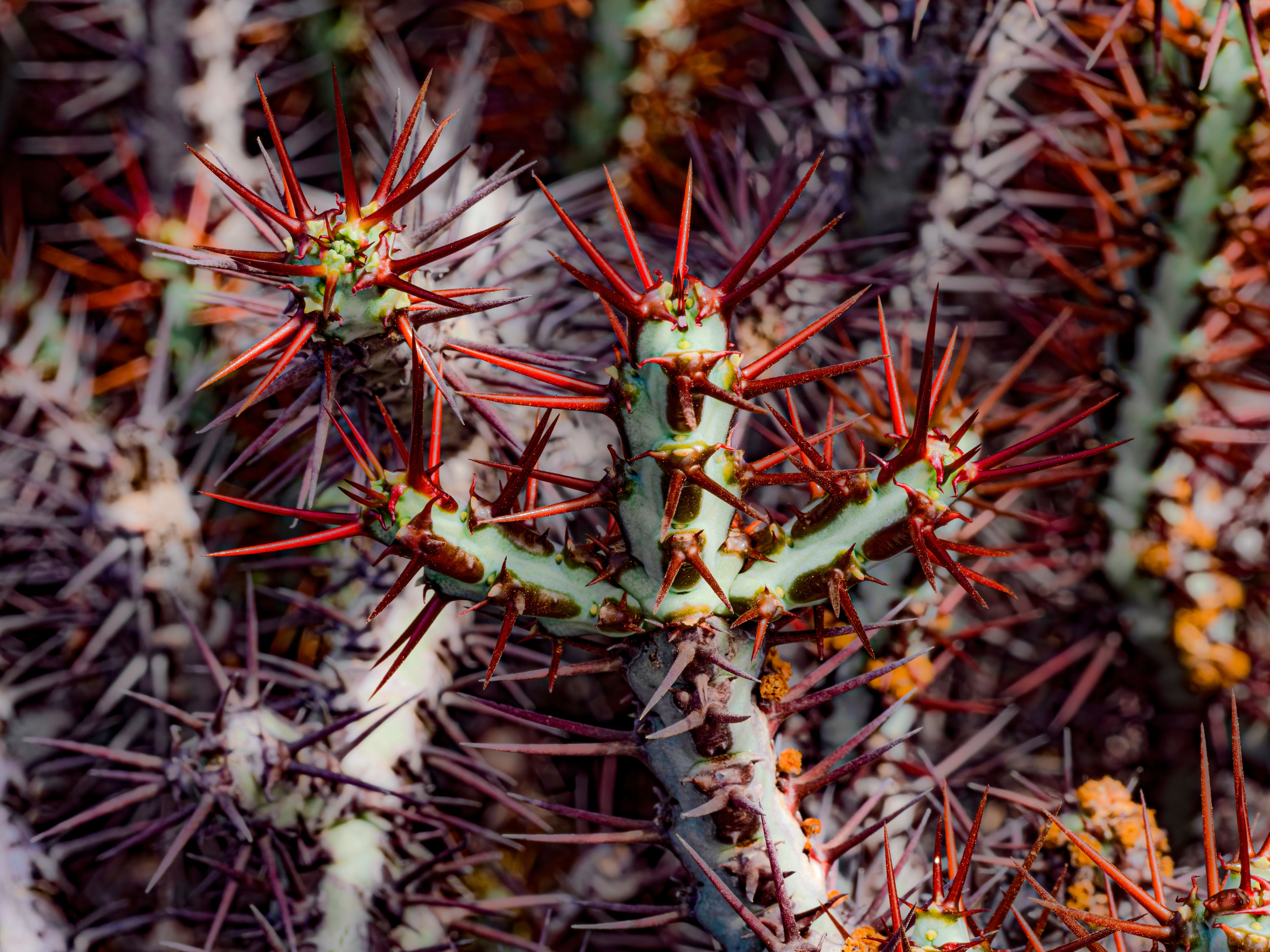 Closeup of Cacti with Red Spines · Free Stock Photo