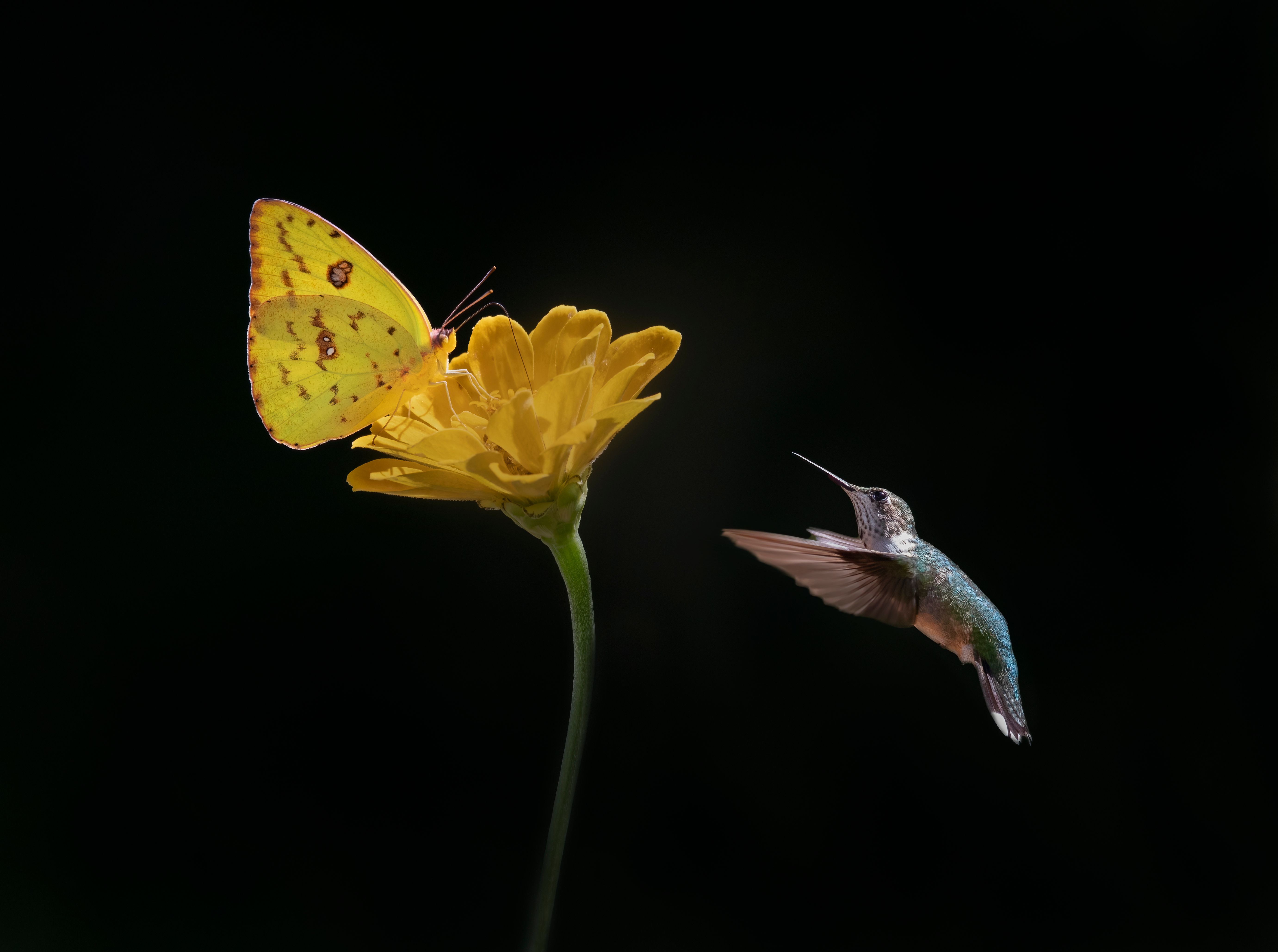 Hummingbird Butterfly Photos, Download The BEST Free Hummingbird ...