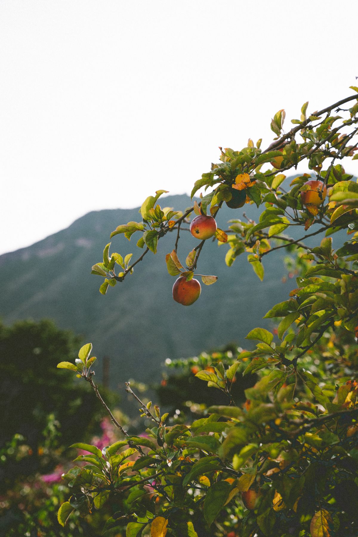 Apple Mountain Photos, Download The BEST Free Apple Mountain Stock ...