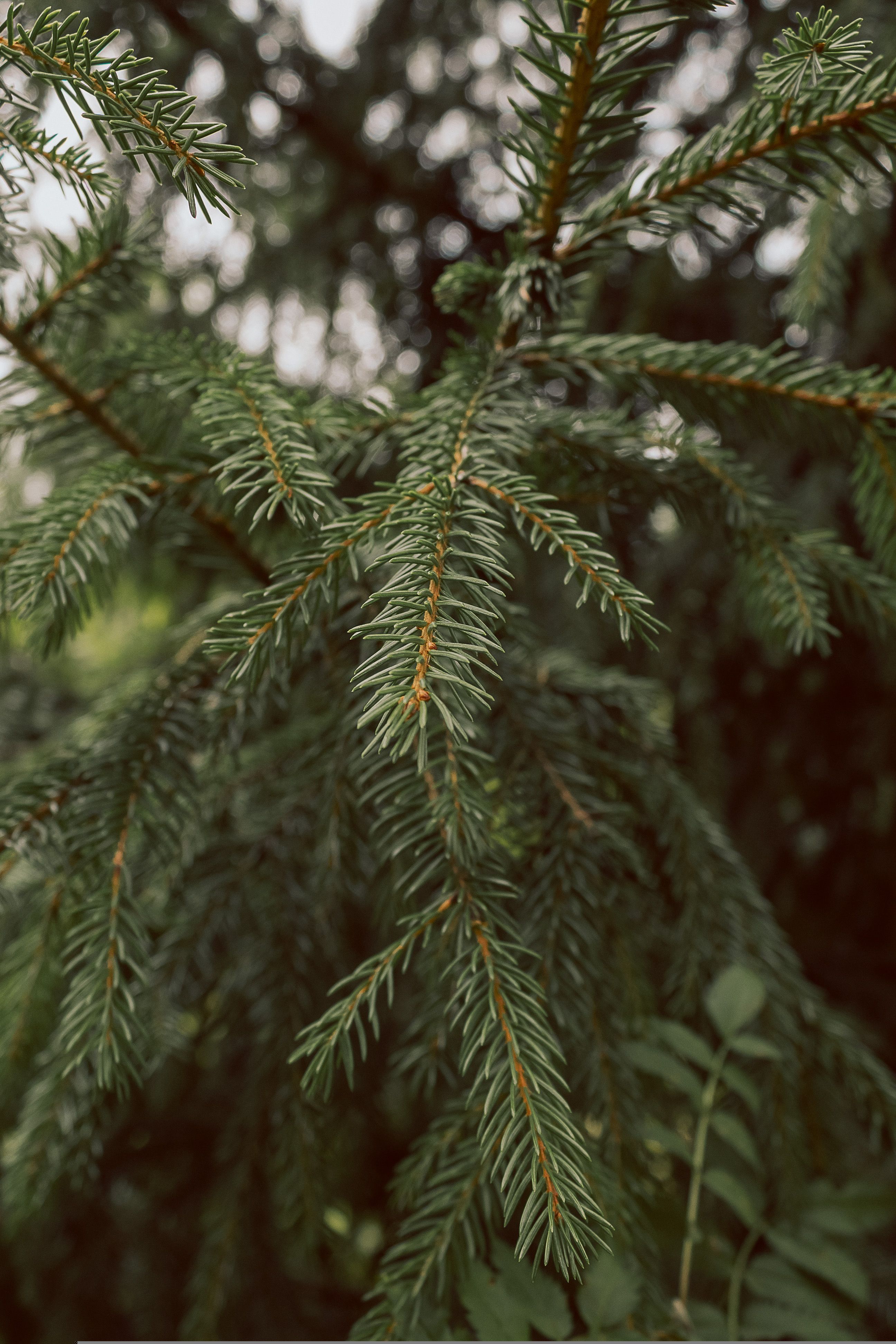 Closeup of a Spruce Tree Branch · Free Stock Photo