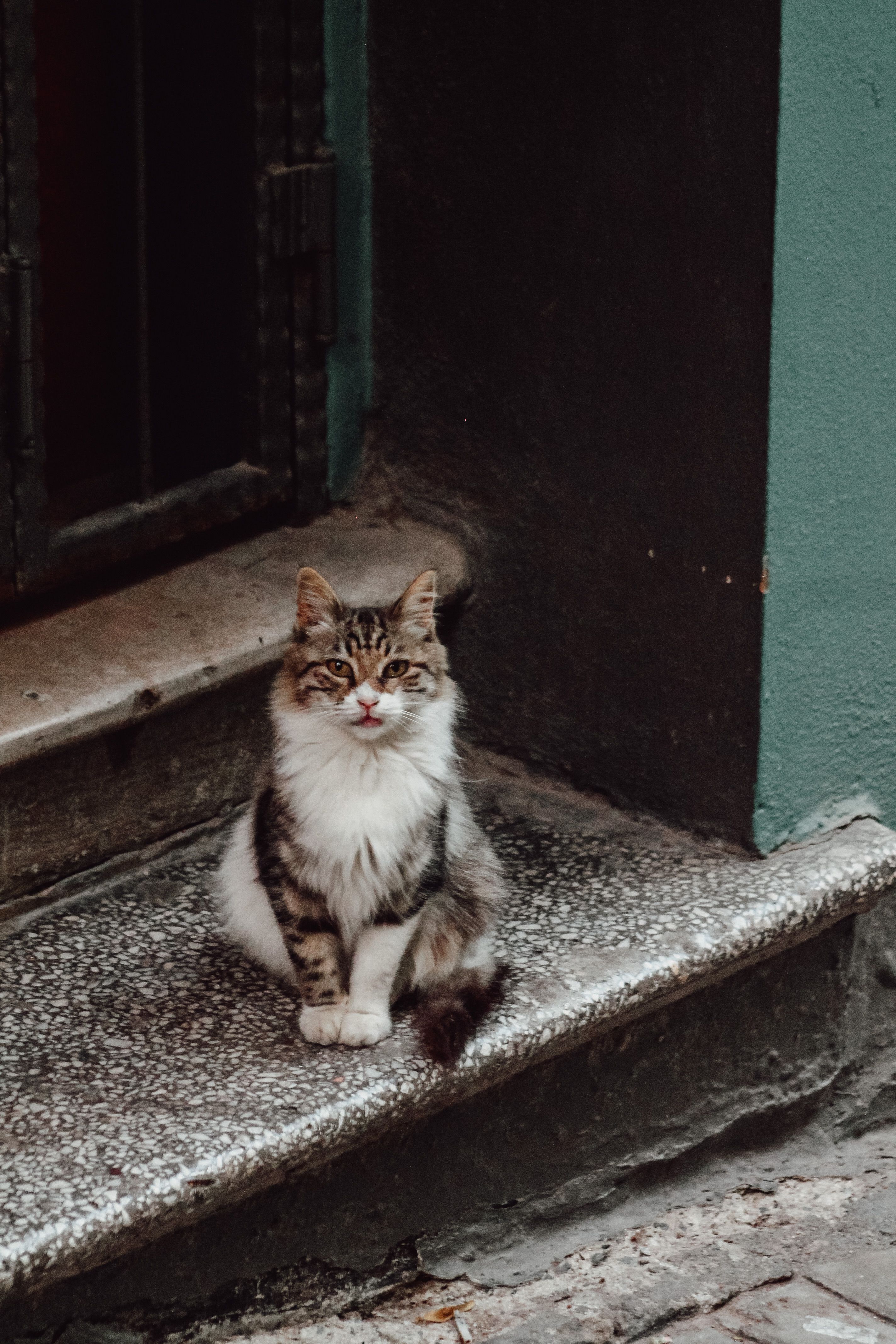 Little Cat Sitting by the Street · Free Stock Photo