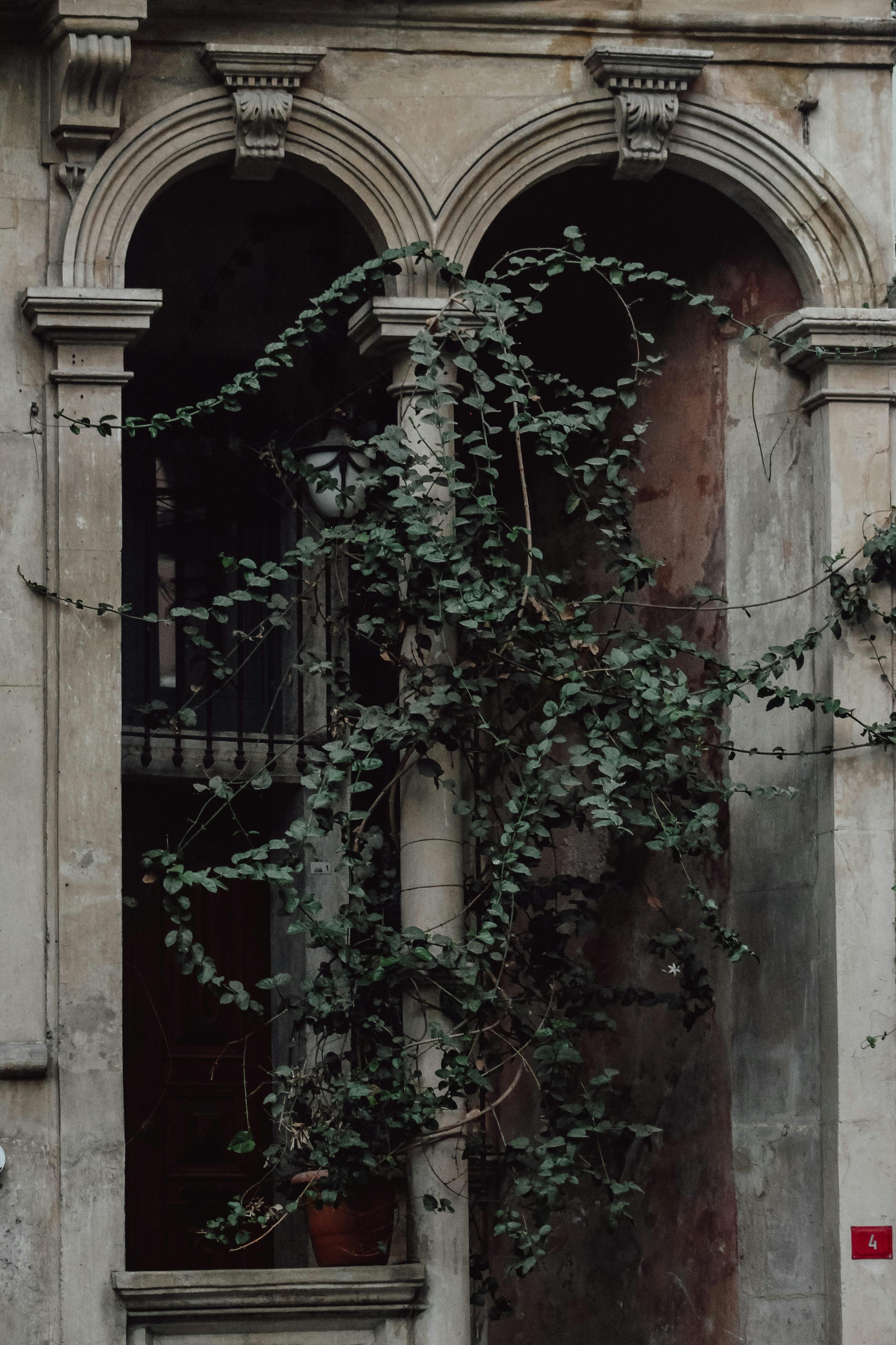 A Vine Growing on an Old Building with Arches and Carved Details · Free ...