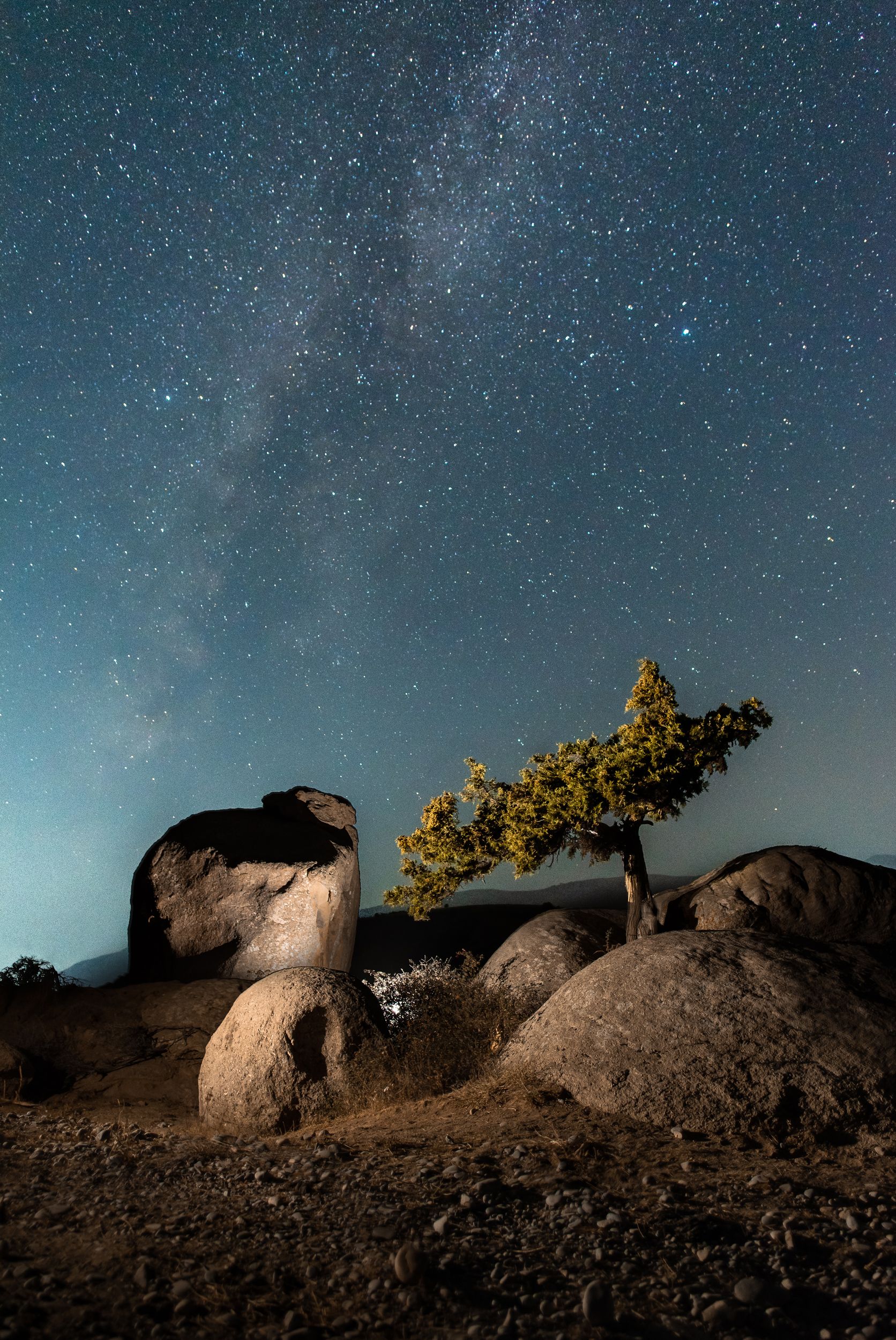 Foto de stock gratuita sobre árbol, árbol solitario, asia, astro ...