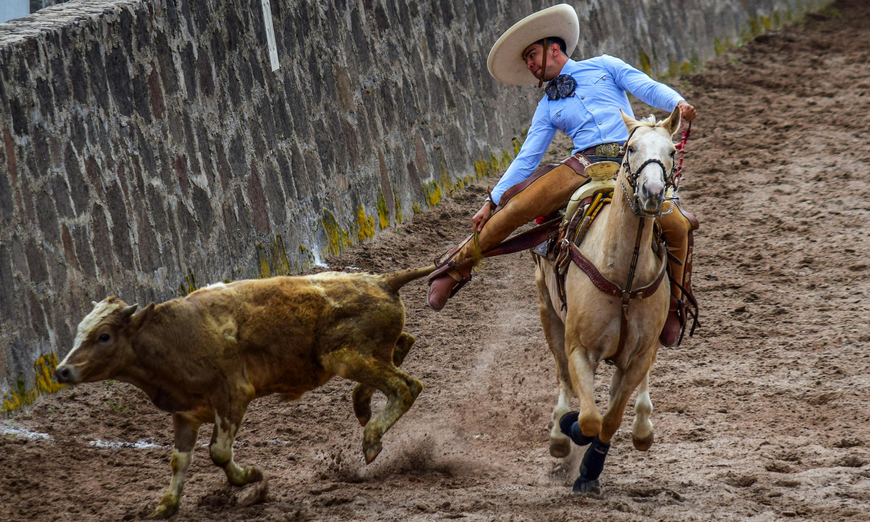 Man Chasing a Bull on a Horse · Free Stock Photo
