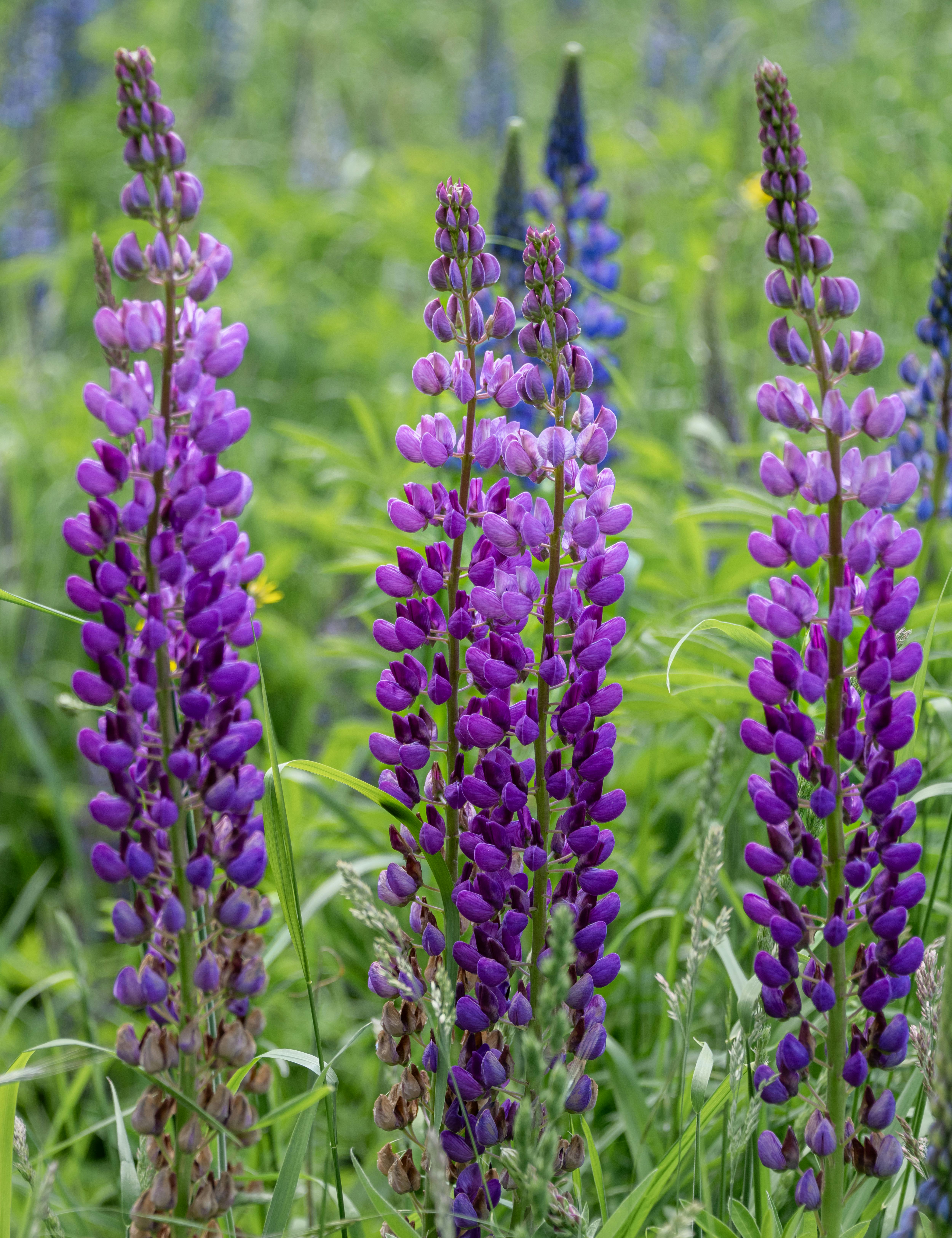 Photo of Lupine Flowers · Free Stock Photo