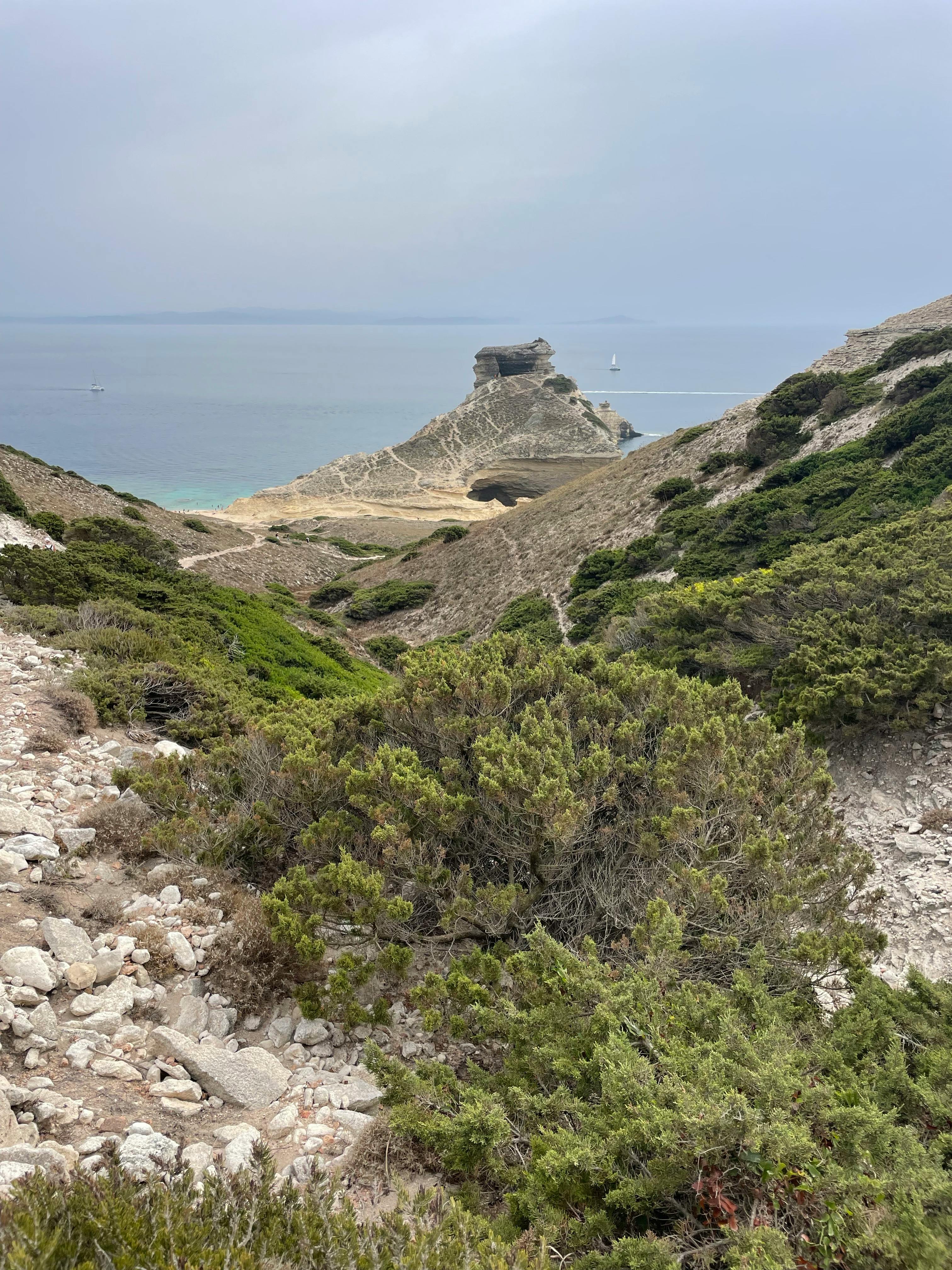 Juniper Shrubs Growing among Rocks by Sea Shore · Free Stock Photo