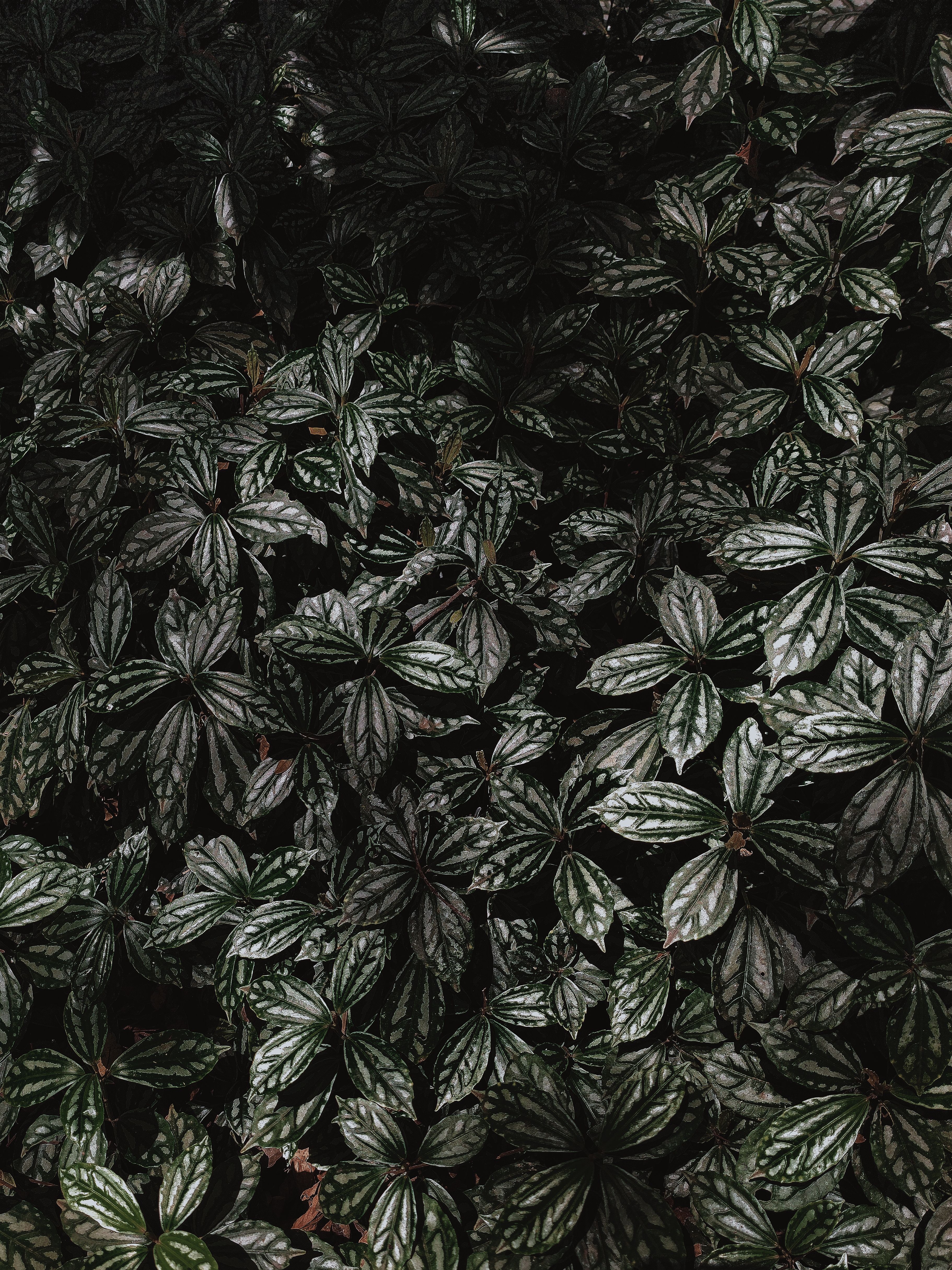 Dark Green Bush · Free Stock Photo