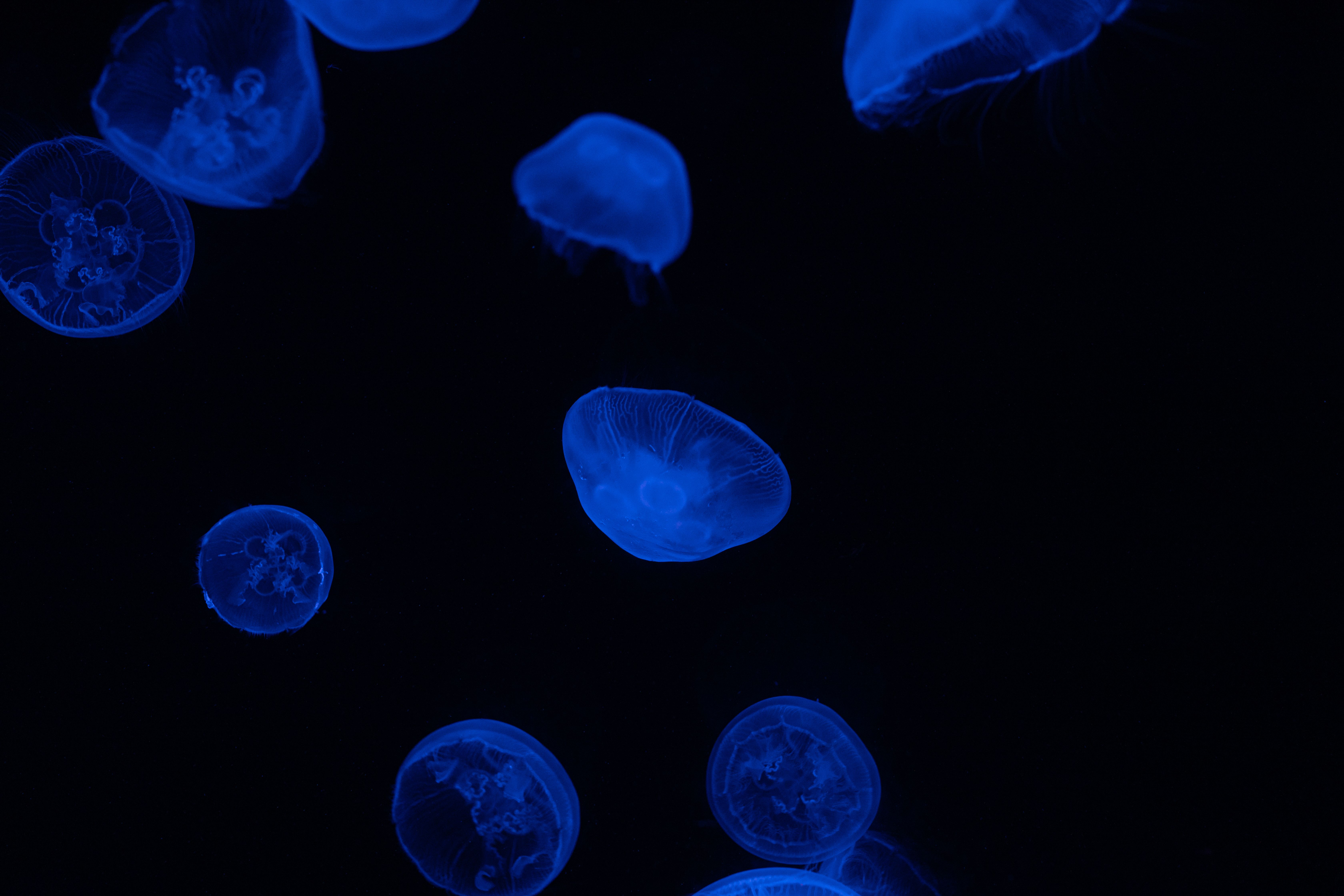 Blue Gas Photos, Download The BEST Free Blue Gas Stock Photos & HD Images