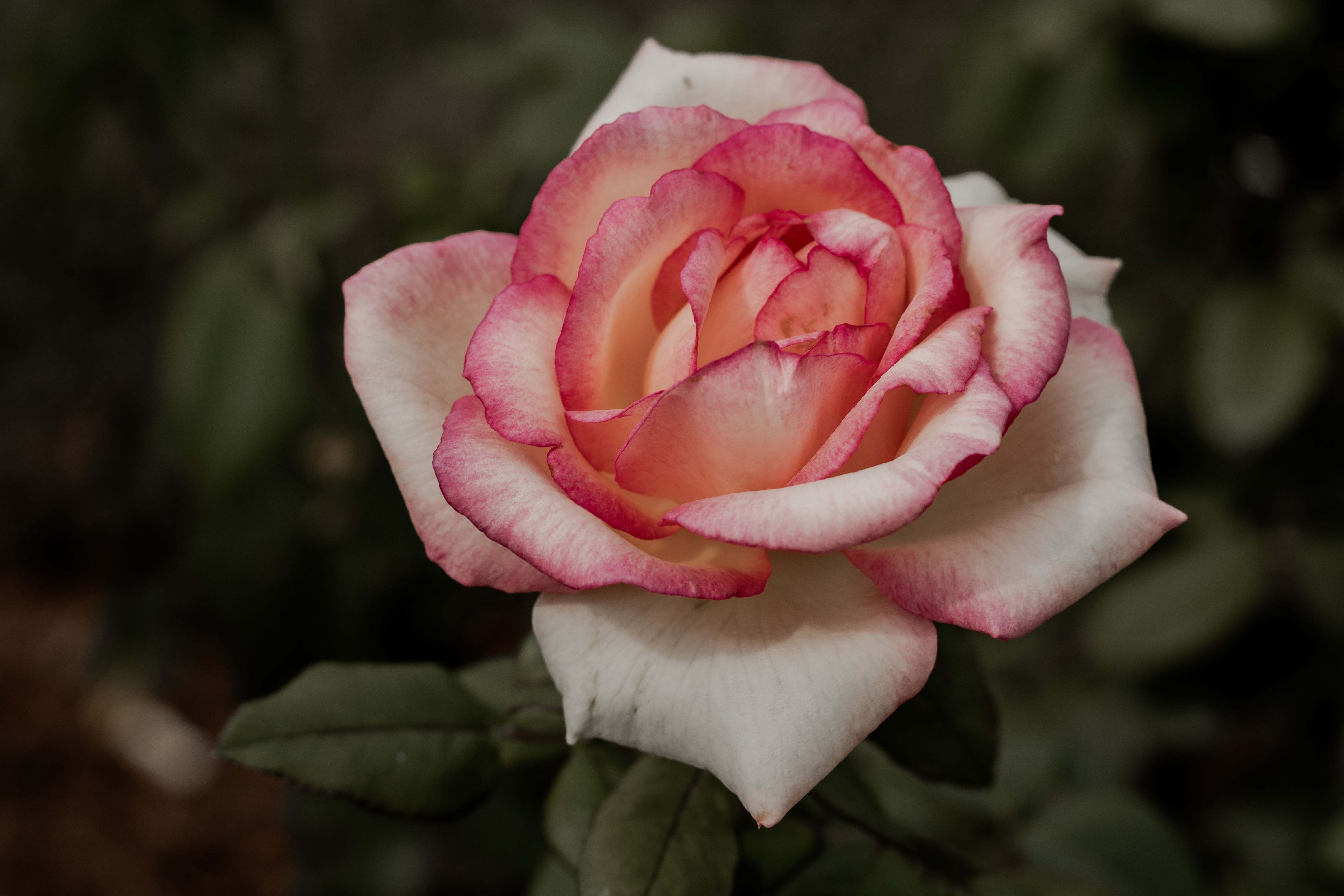 Rose Karate Photos, Download The BEST Free Rose Karate Stock Photos ...