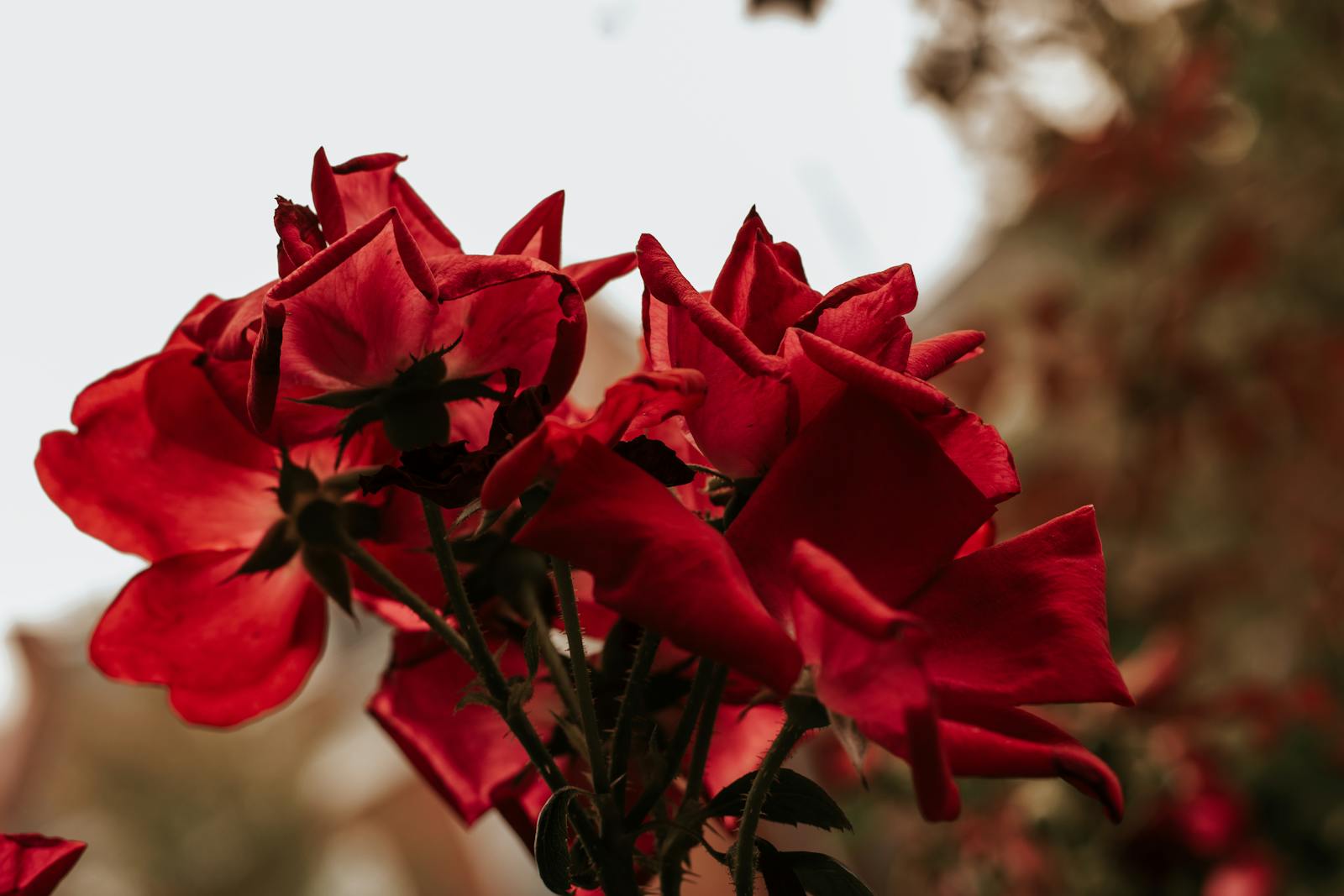 Red Roses Garden Photos, Download The BEST Free Red Roses Garden Stock ...