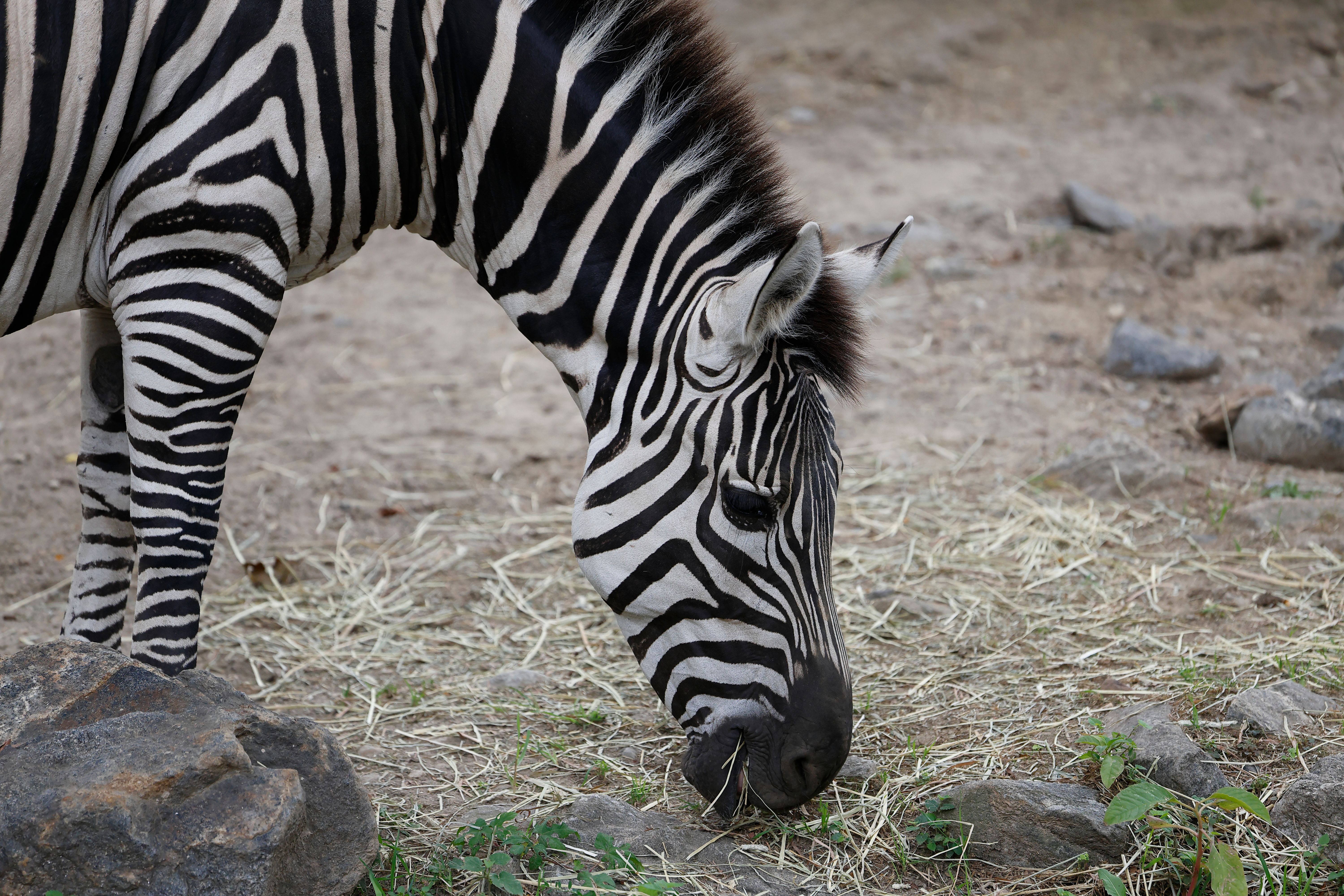 Zebra Wallpaper Photos, Download The BEST Free Zebra Wallpaper Stock ...