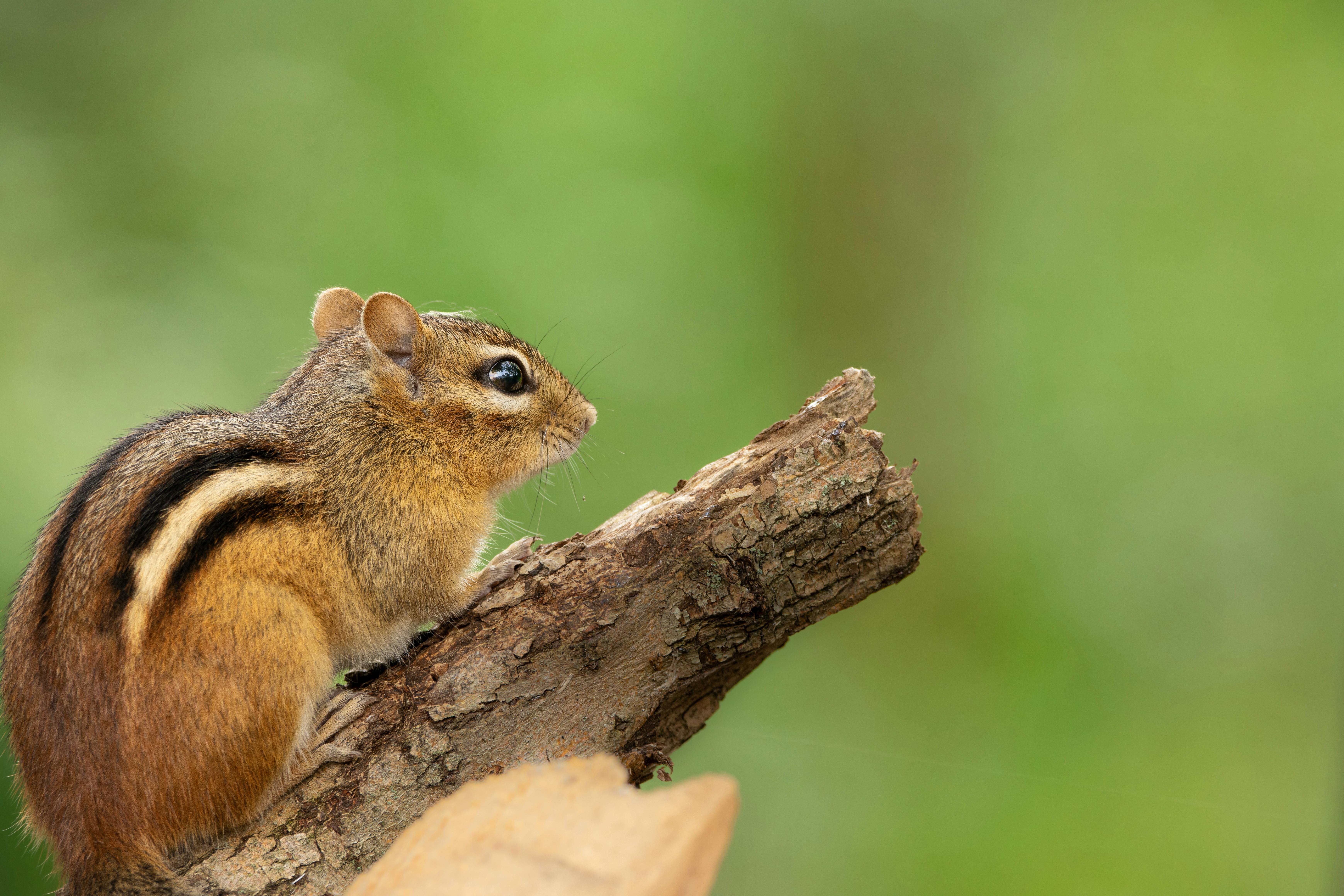 Eastern Chipmunk Climbing a Tree in Nature · Free Stock Photo