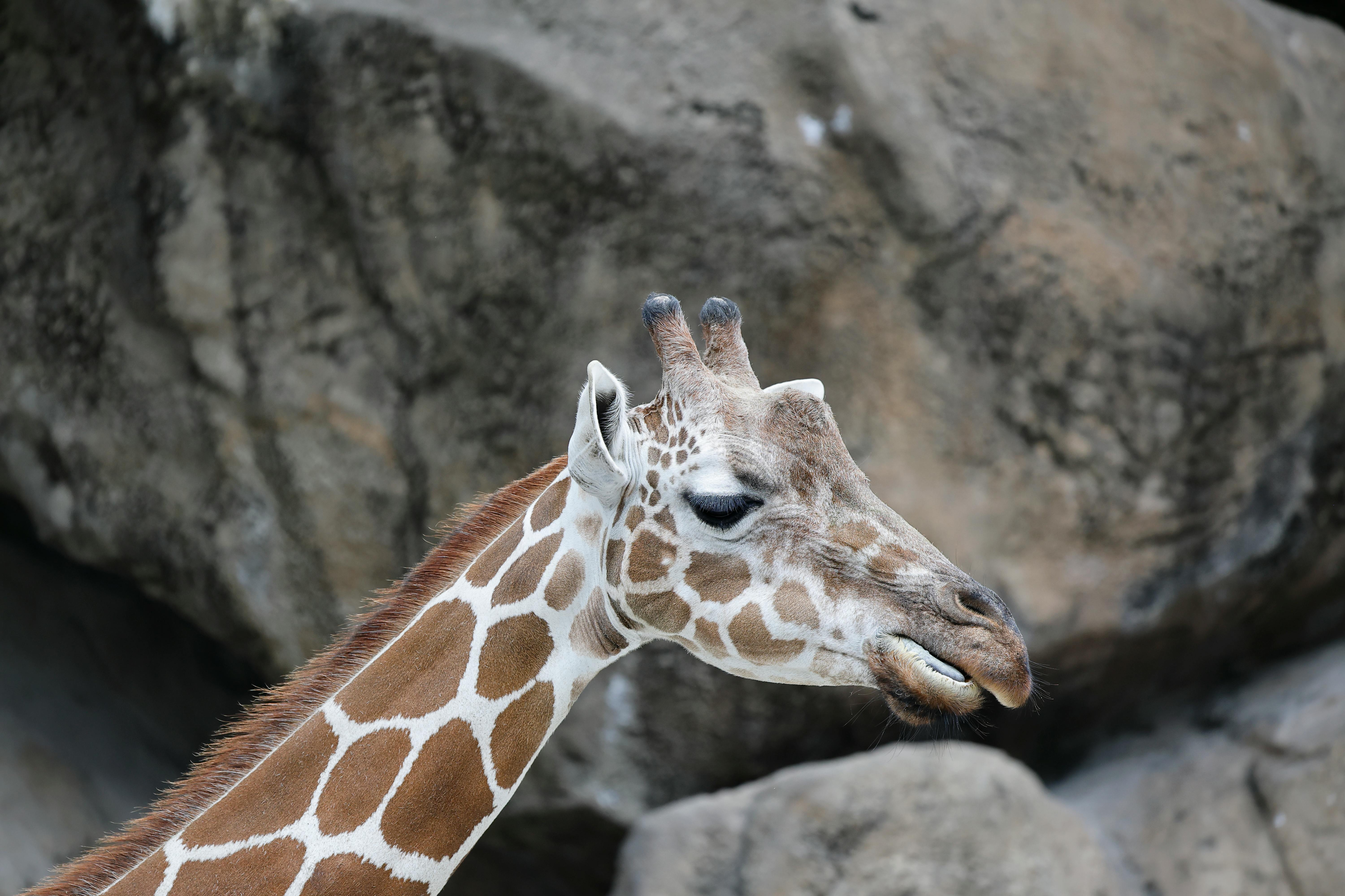 Reticulation Photos, Download The BEST Free Reticulation Stock Photos ...