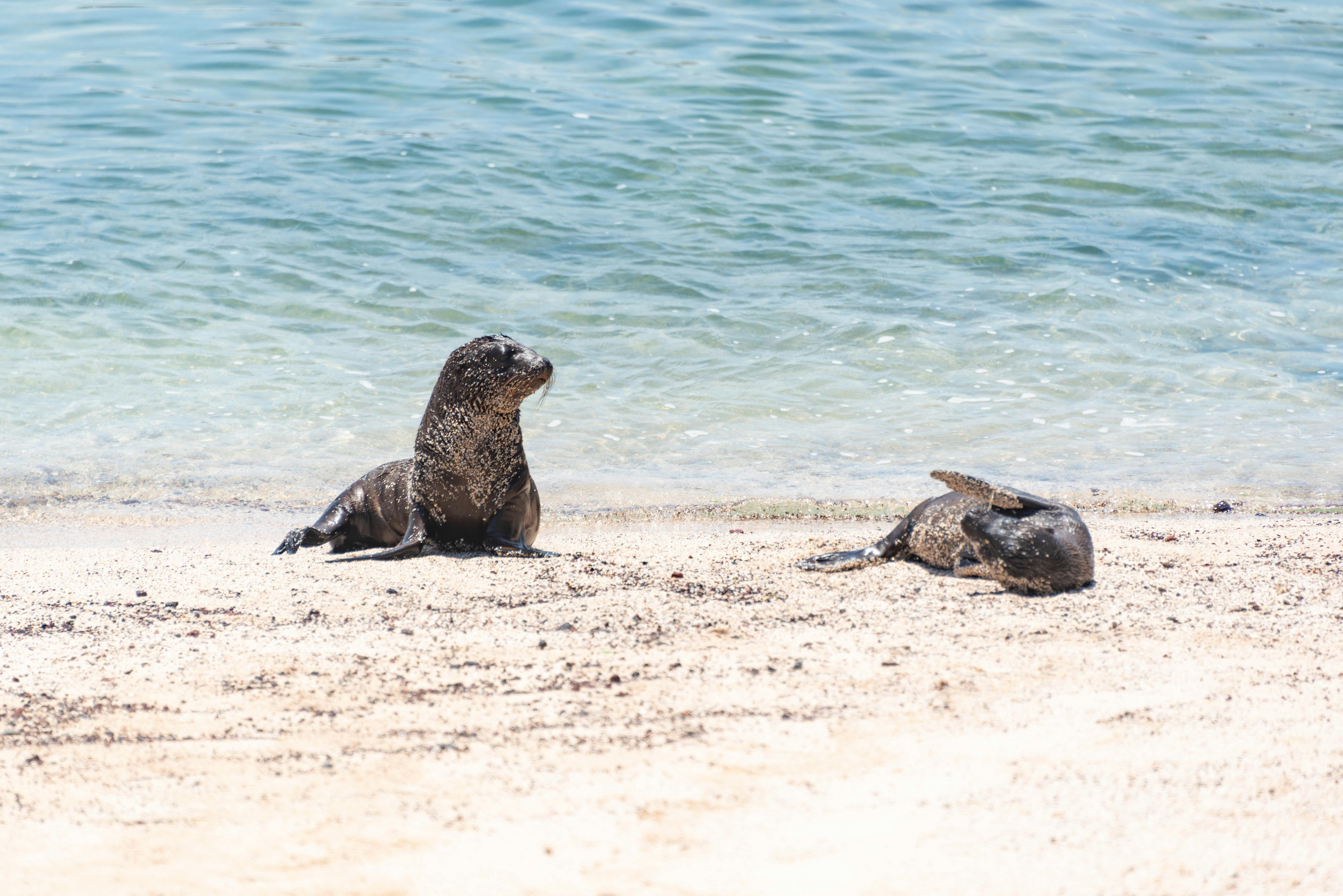 Seals on Sandy Beach · Free Stock Photo