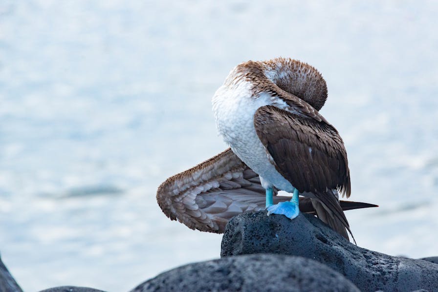 Blue Footed Boobies: Nature's Colorful Seabirds Explained