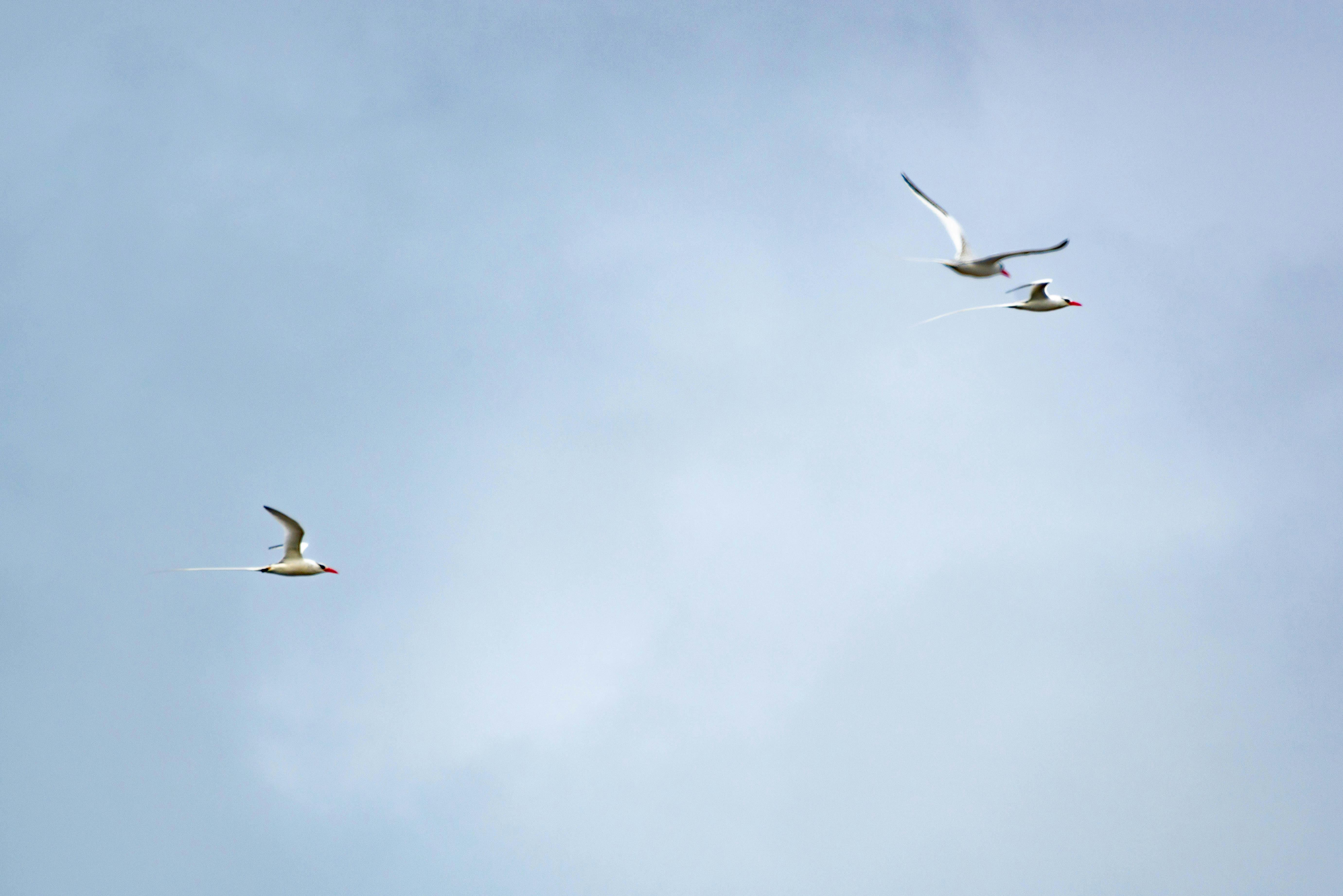 Birds in Flight · Free Stock Photo