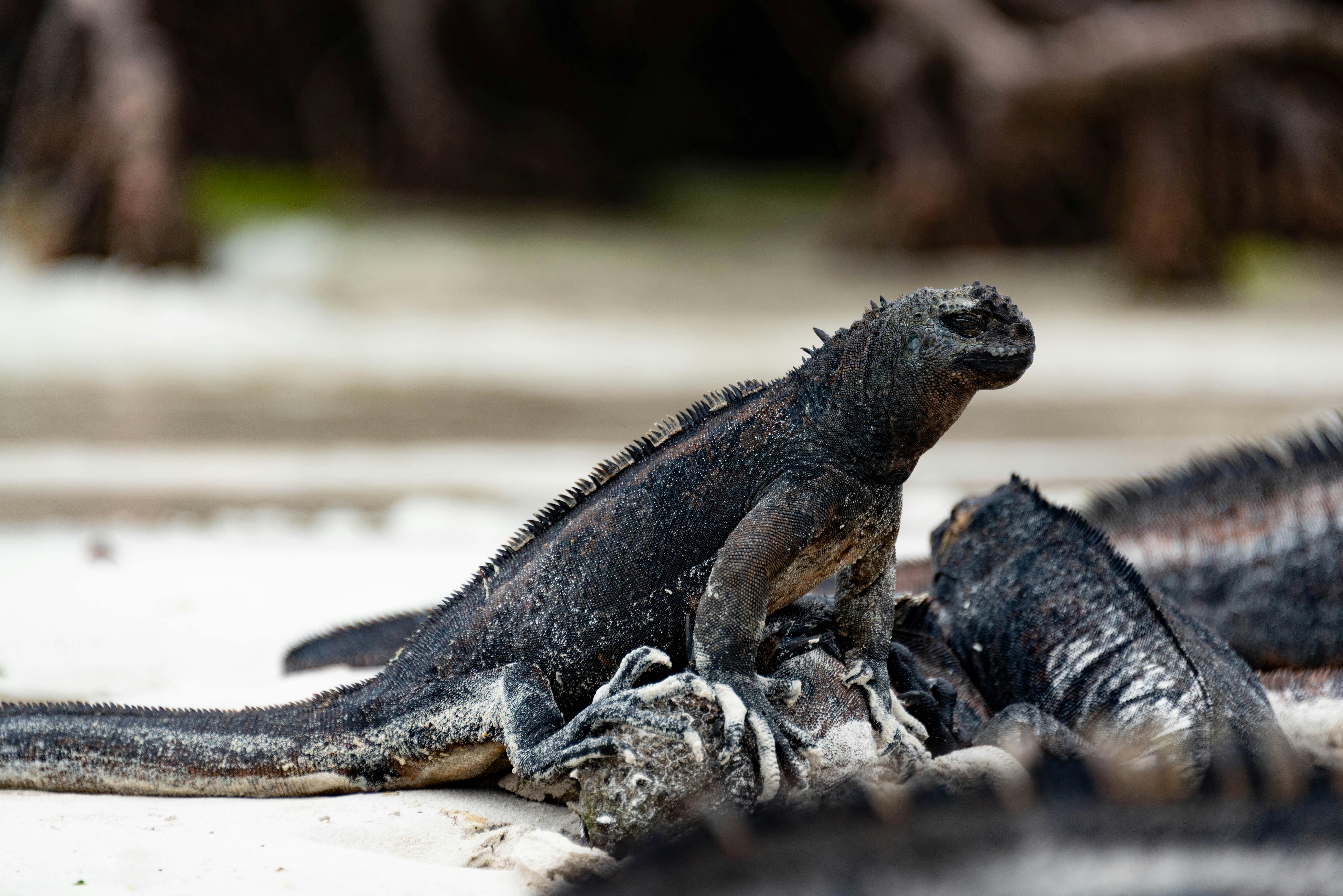 Close up of Black Iguanas · Free Stock Photo