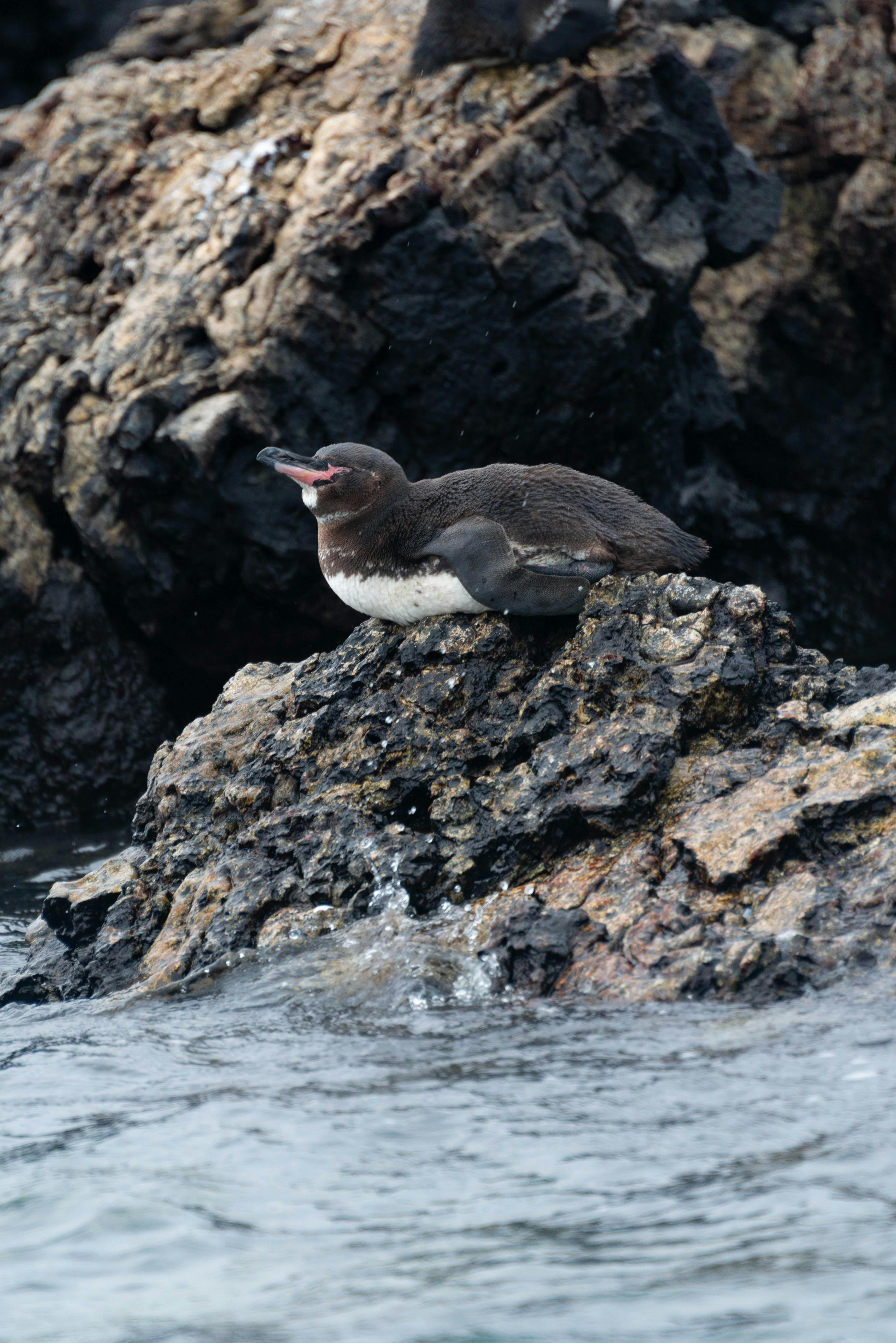 Penguin on Rock · Free Stock Photo