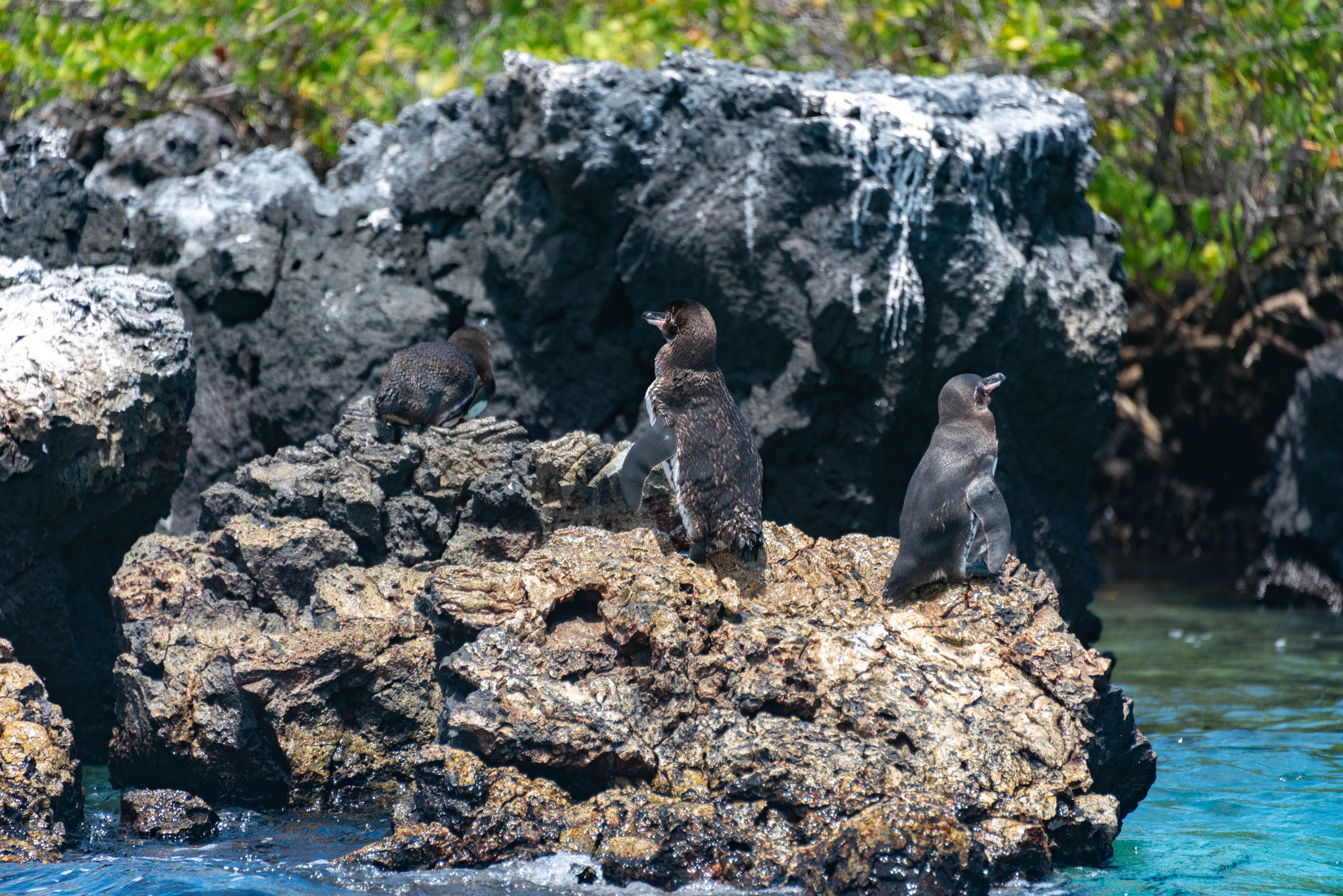 Two Galapagos Penguins Sitting on a Stone at Seashore · Free Stock Photo