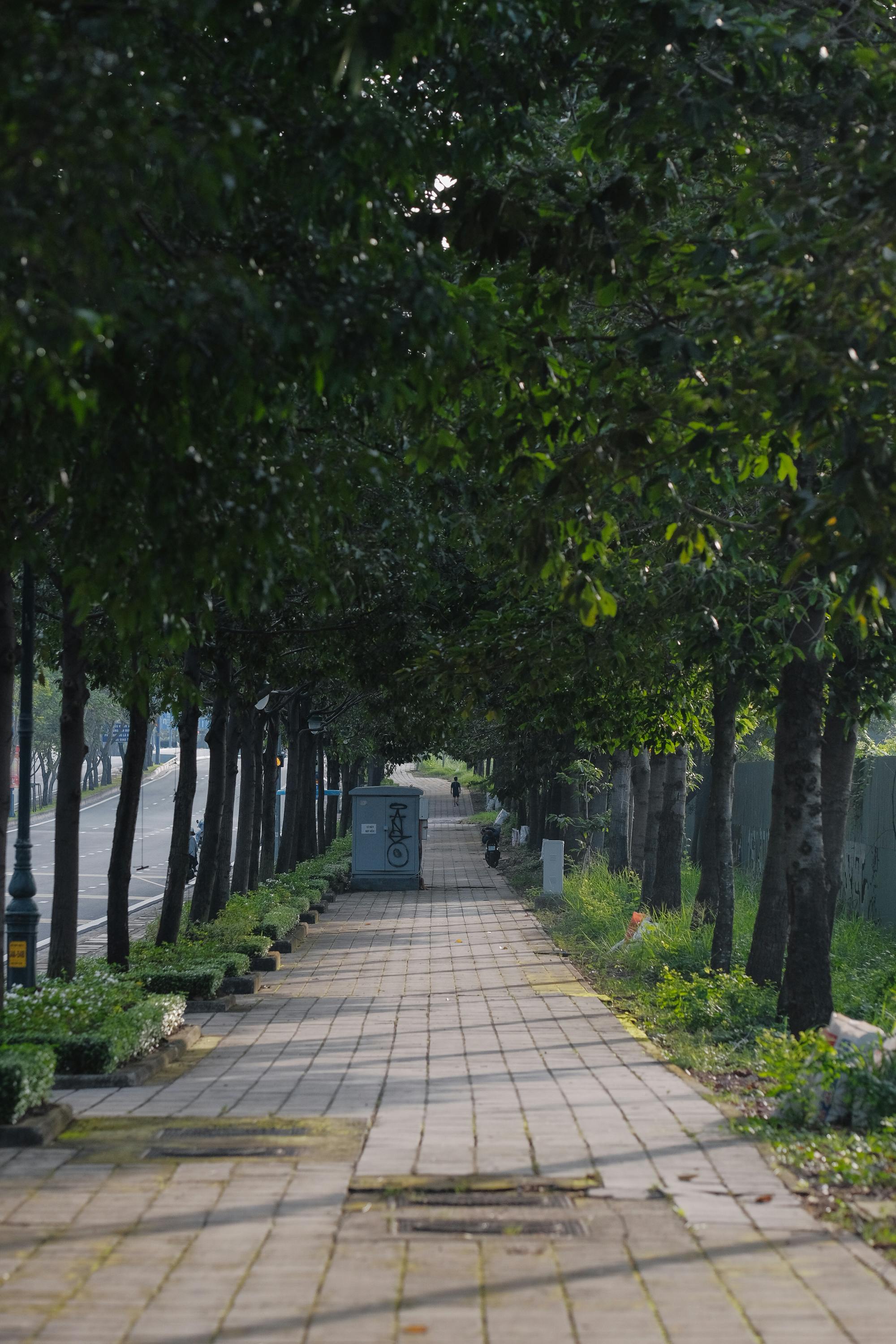 Pavement under Trees with Lush Green Leaves · Free Stock Photo