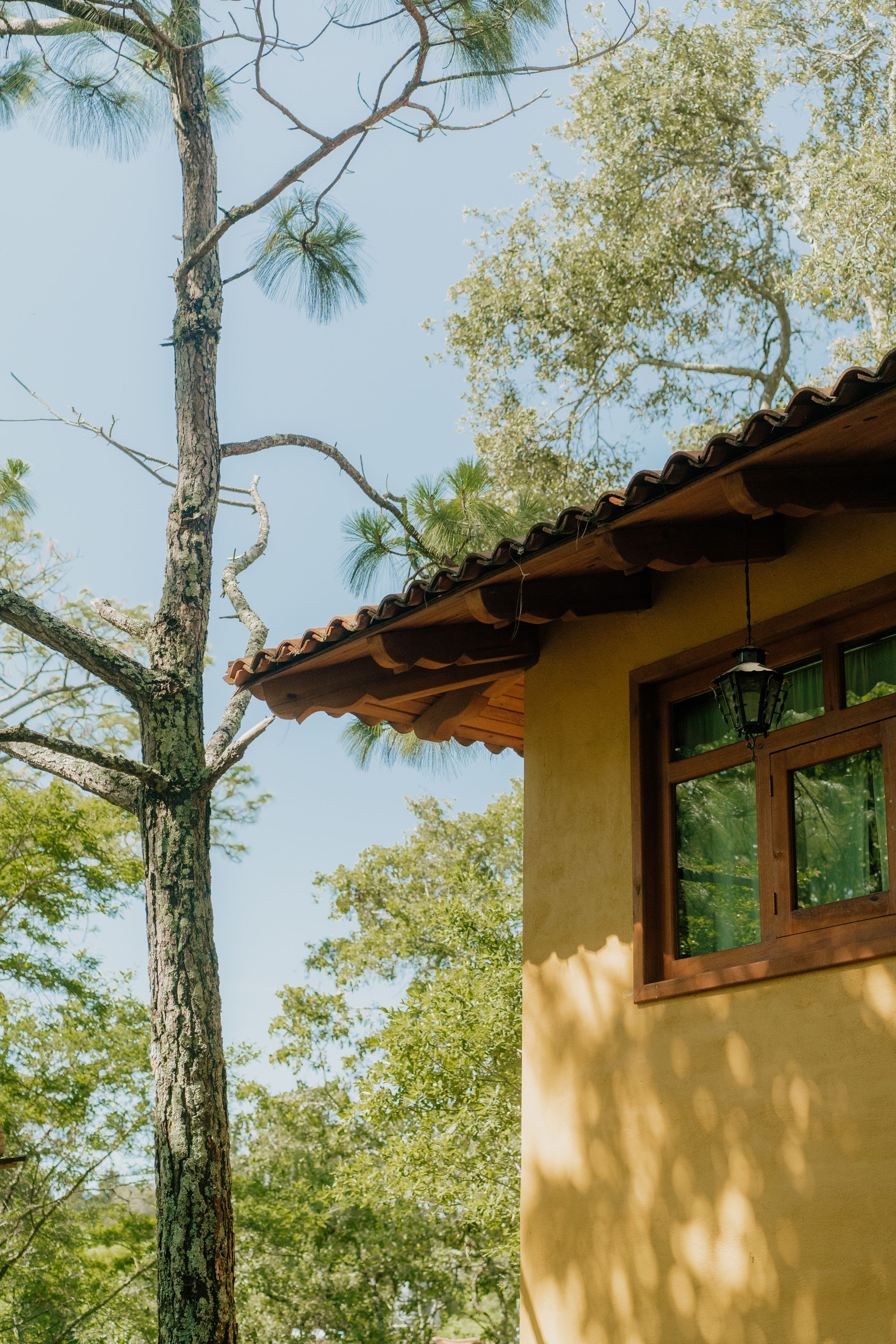 Residential Building and a Pine Tree · Free Stock Photo