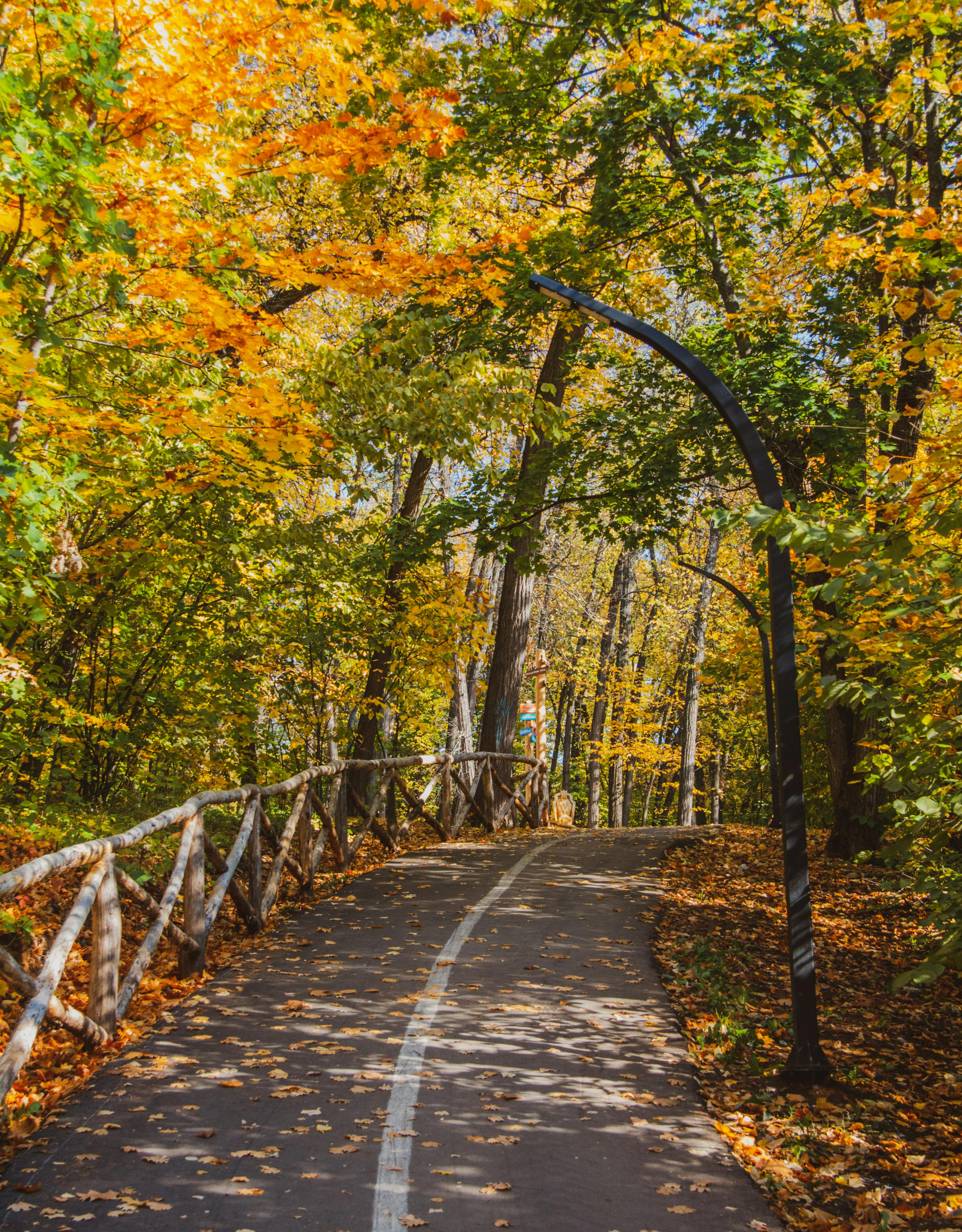 Colorful Trees around Alley in Forest in Autumn · Free Stock Photo