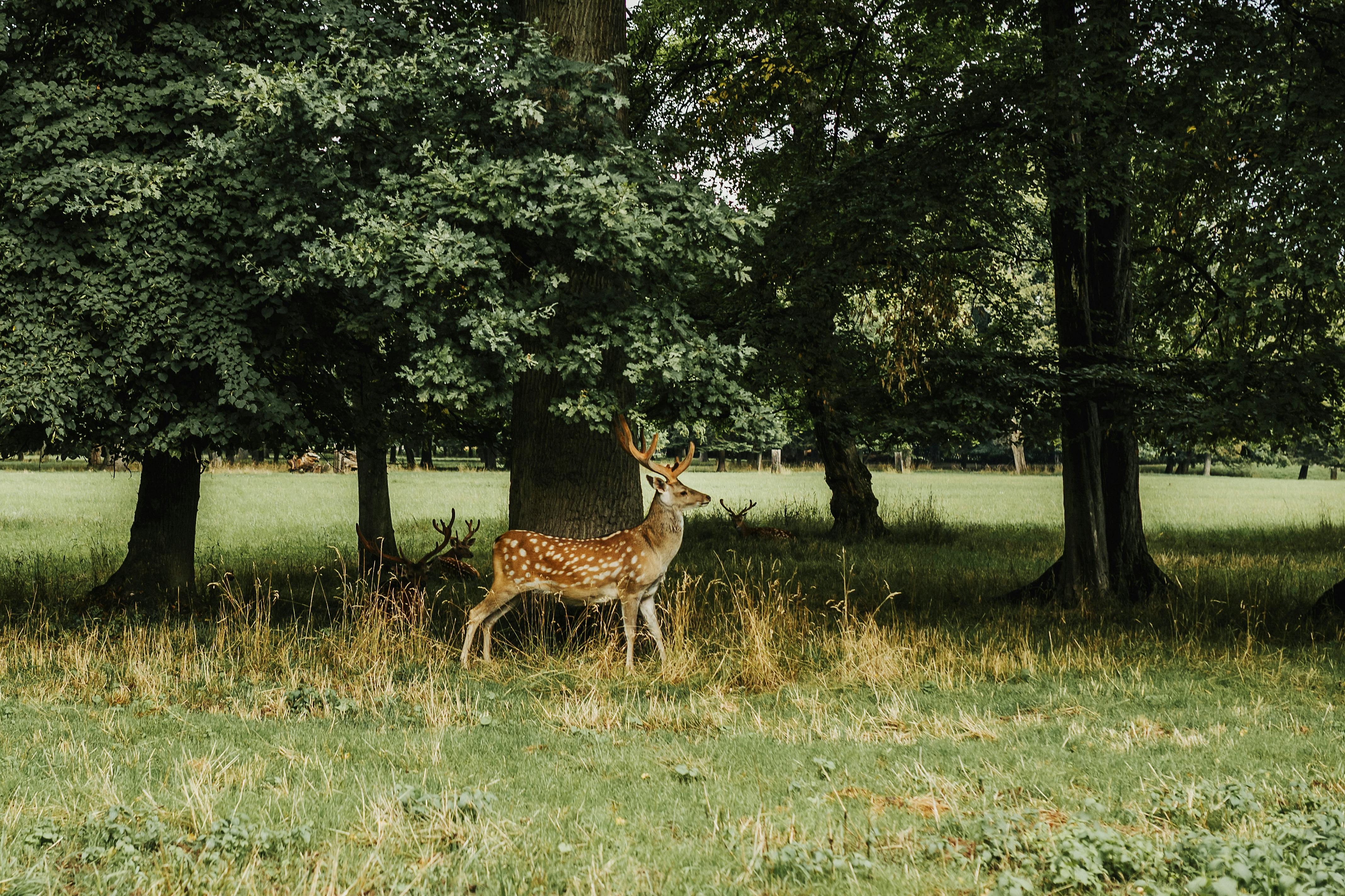 European Fallow Deer Stag Standing under a Tree · Free Stock Photo