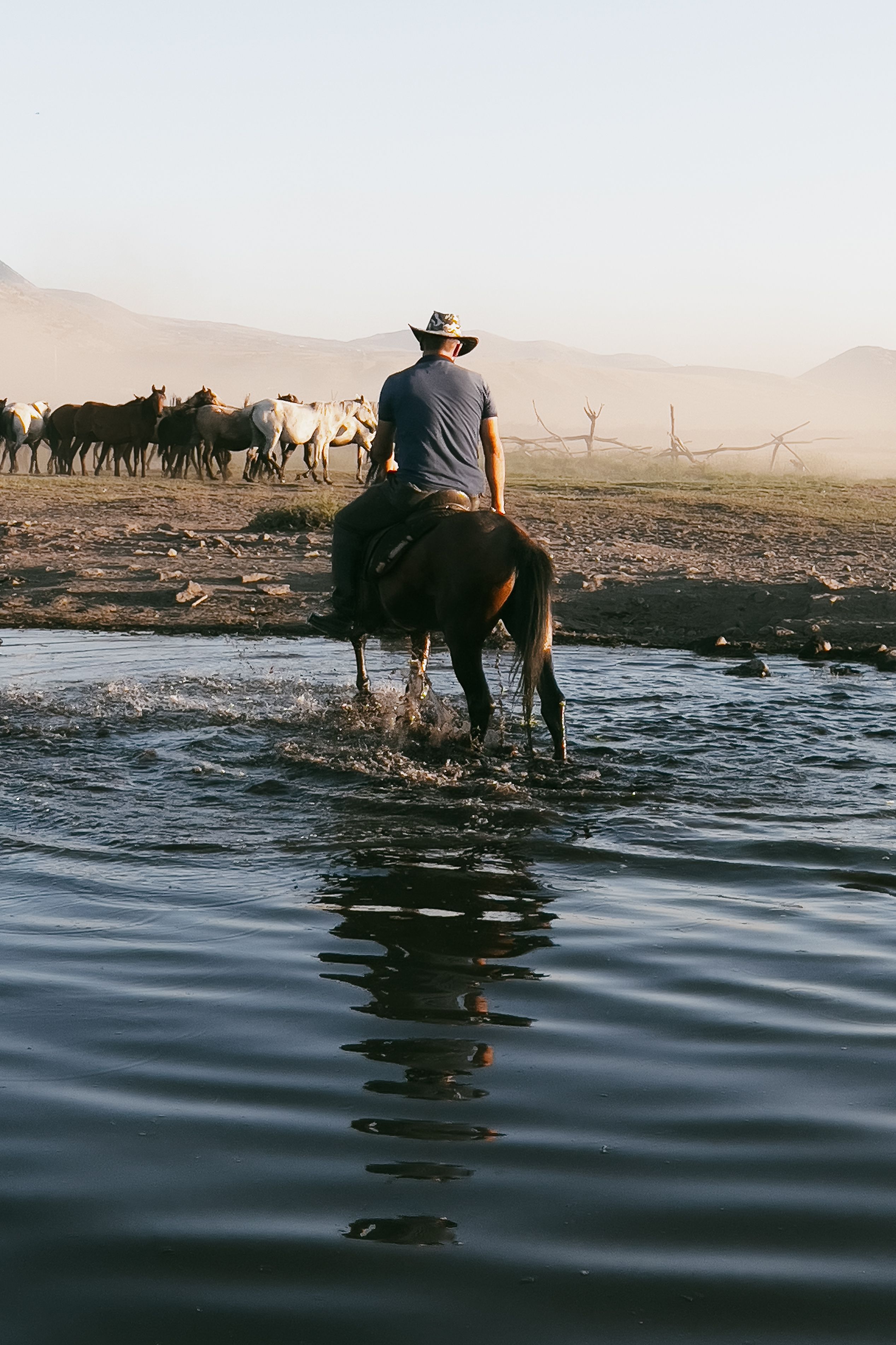 Cowboy with Whip Herding Horses · Free Stock Photo