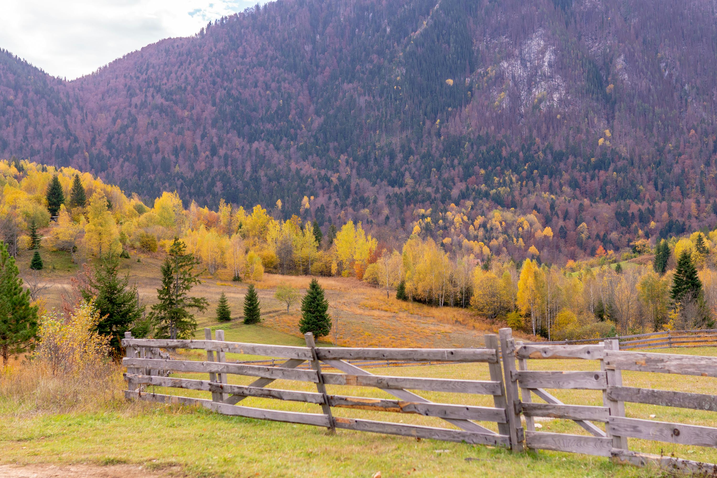 Autumn Forest behind Wooden Fence · Free Stock Photo