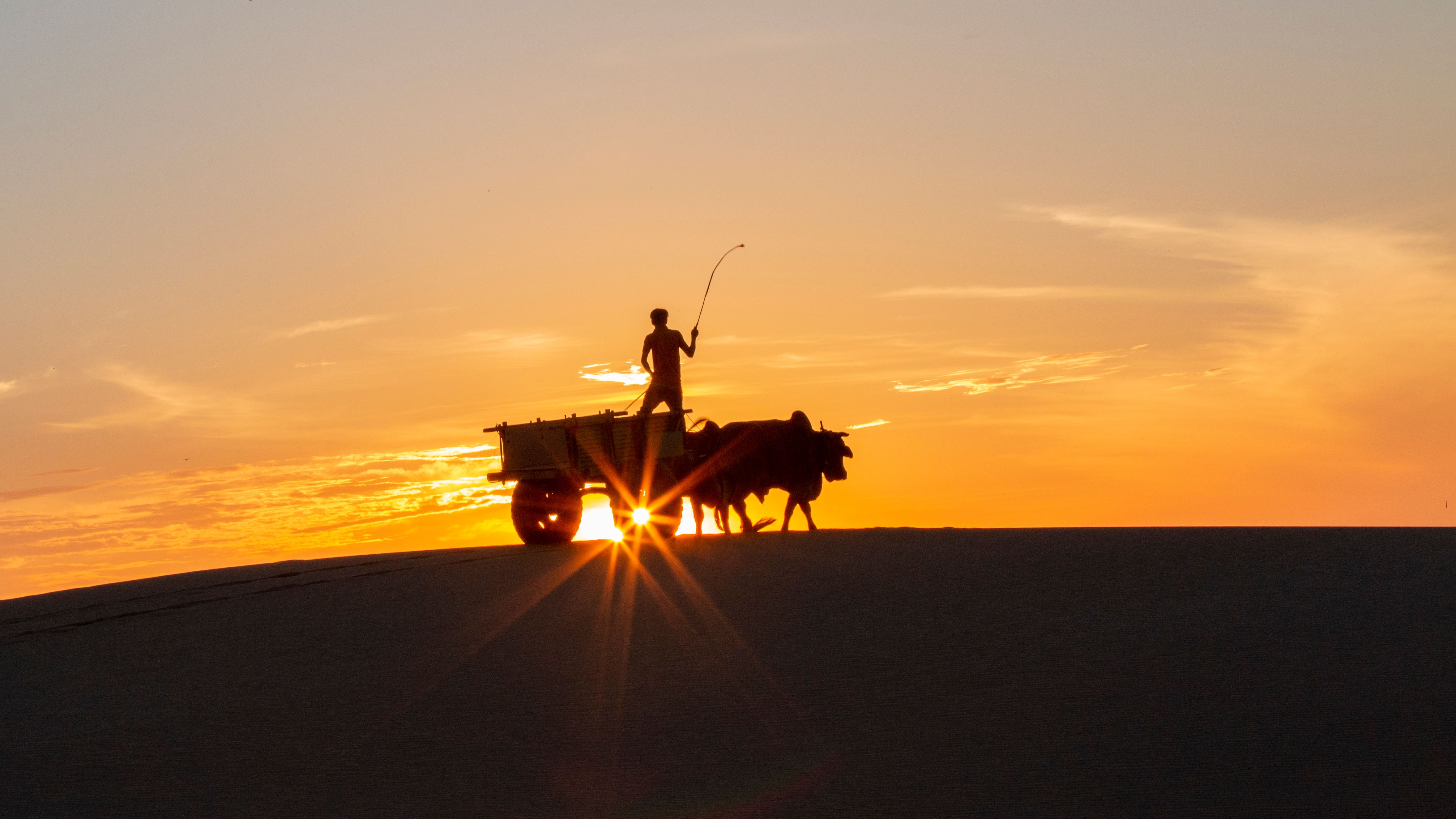 Farmer on Trailer with Cattle at Sunset · Free Stock Photo