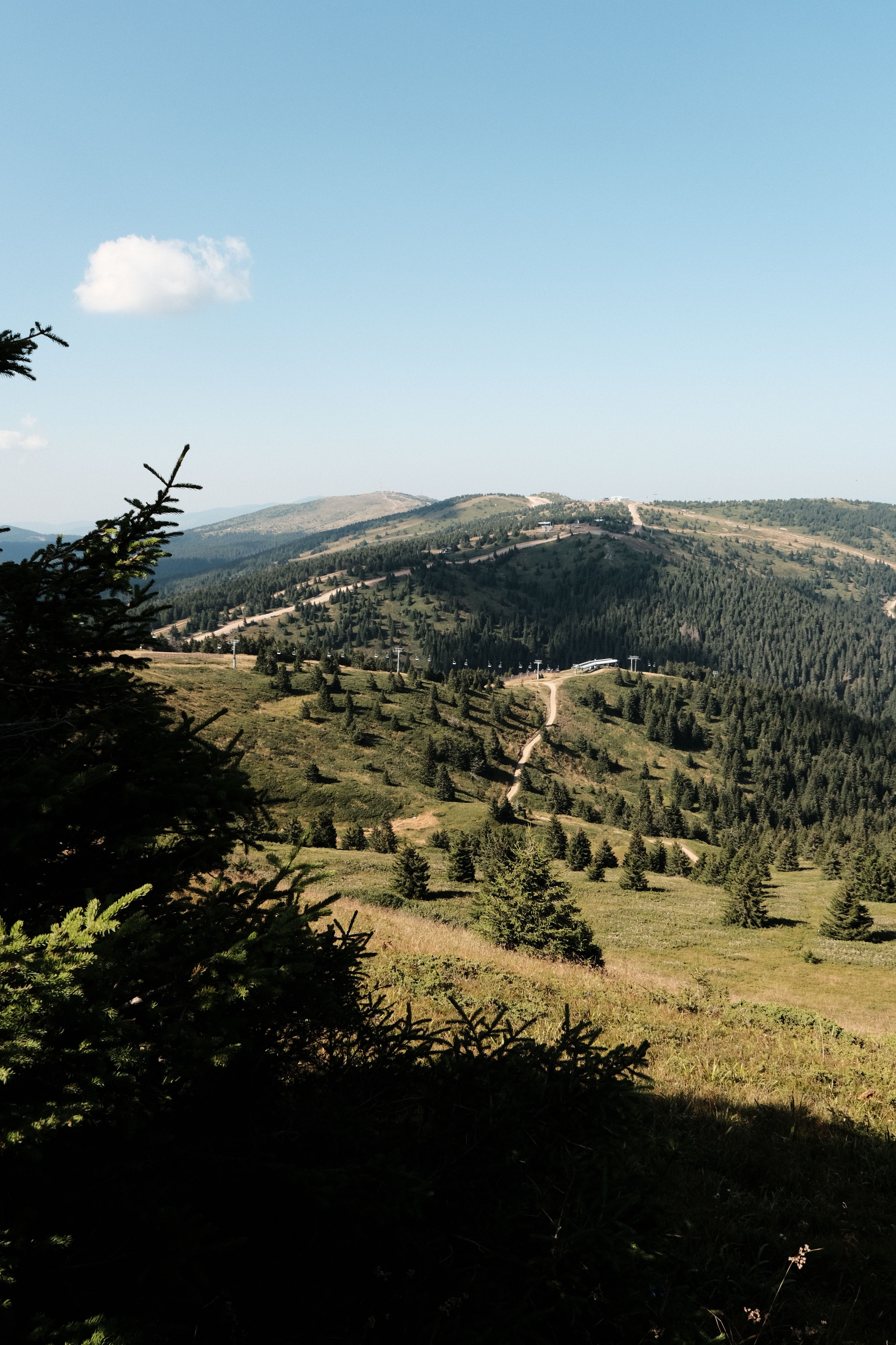 Rolling Hilly Landscape with Conifer Trees · Free Stock Photo