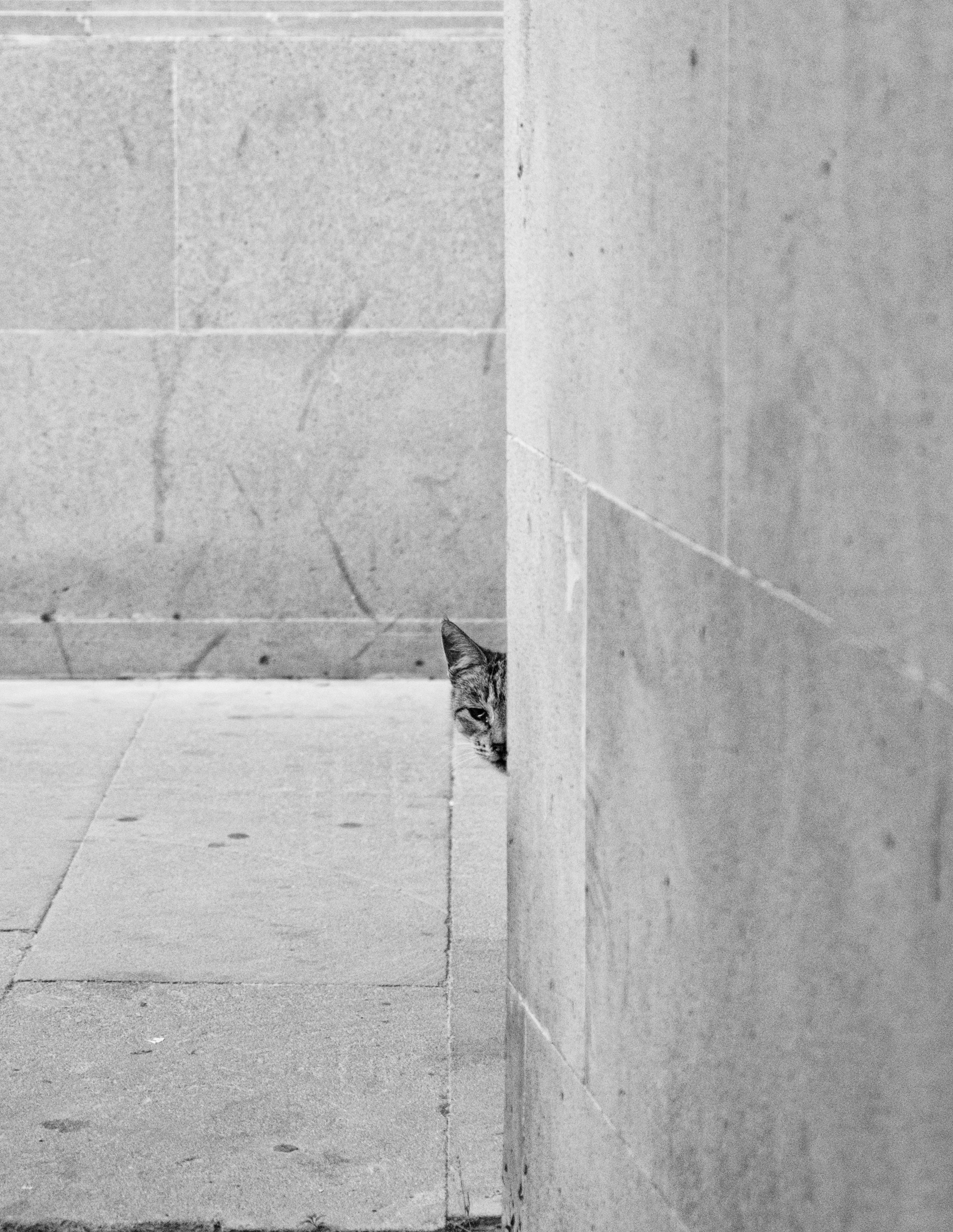 Cat Hiding Around the Corner · Free Stock Photo