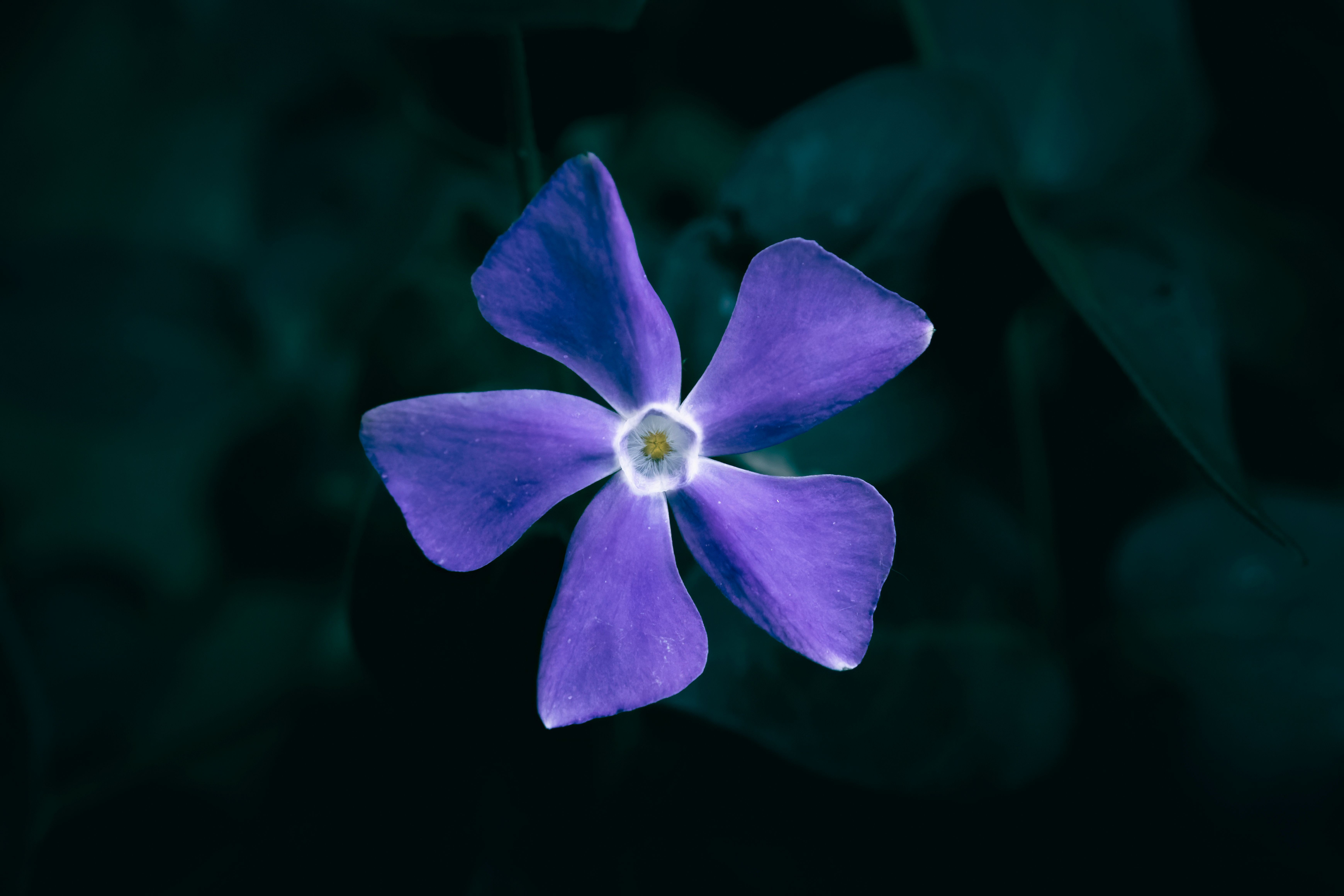 Common Periwinkle Photos, Download The BEST Free Common Periwinkle ...