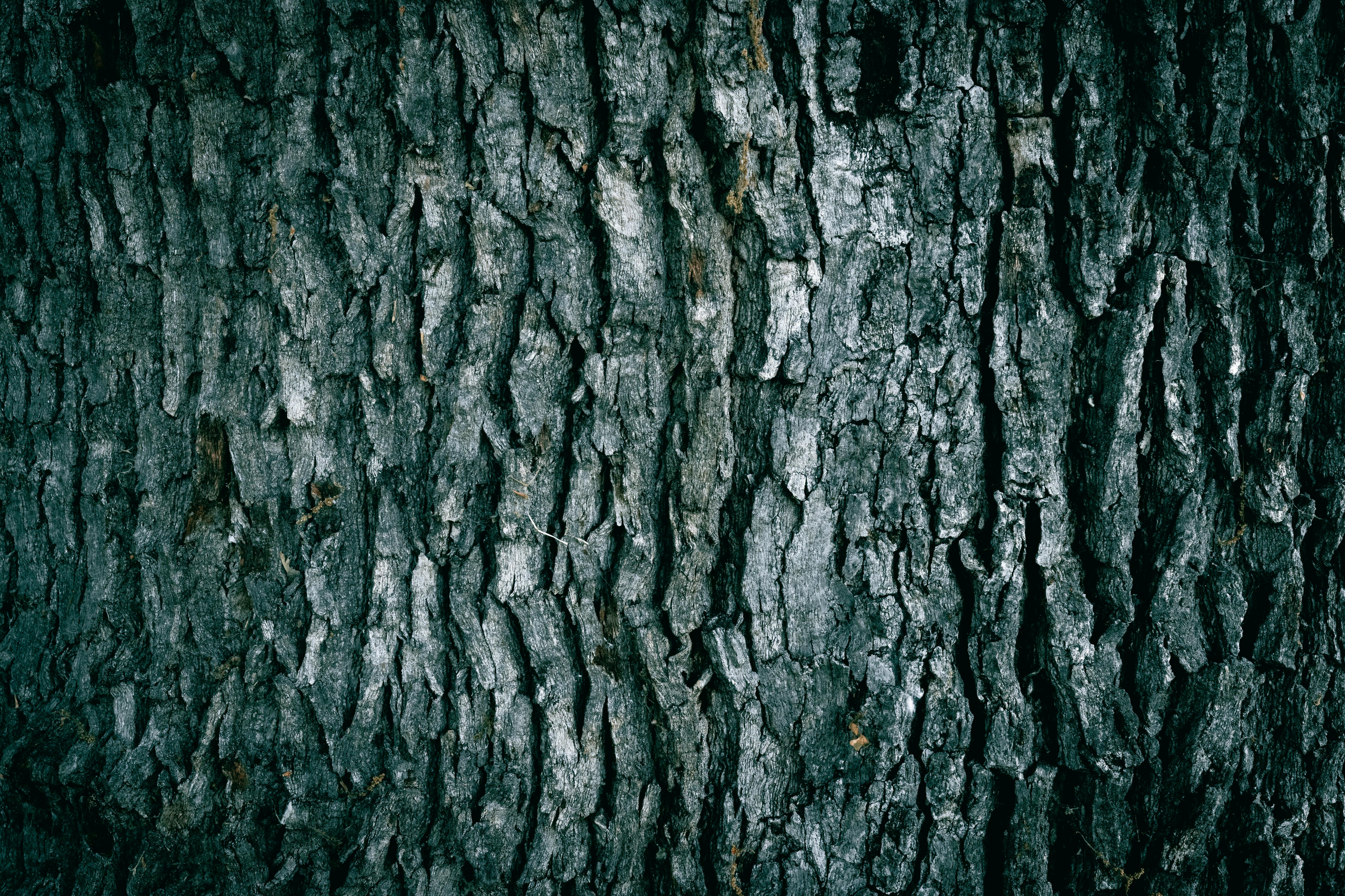 Old Oak tree bark pattern texture · Free Stock Photo