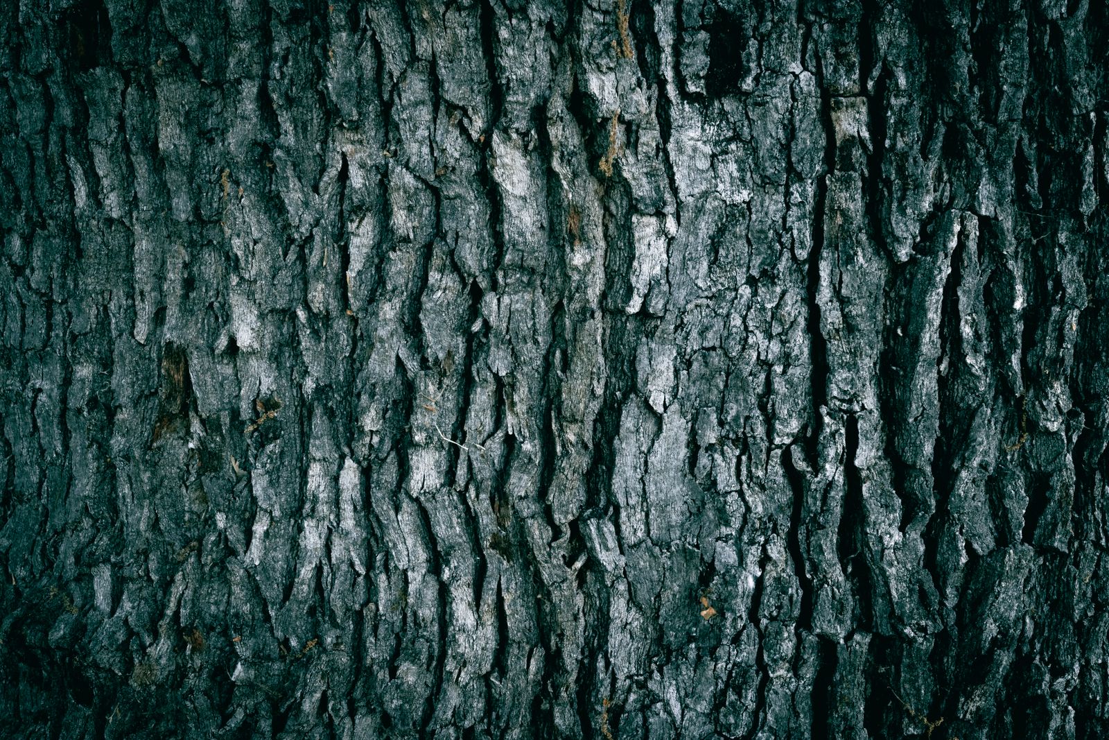 Dark Oak Texture Photos, Download The BEST Free Dark Oak Texture Stock ...