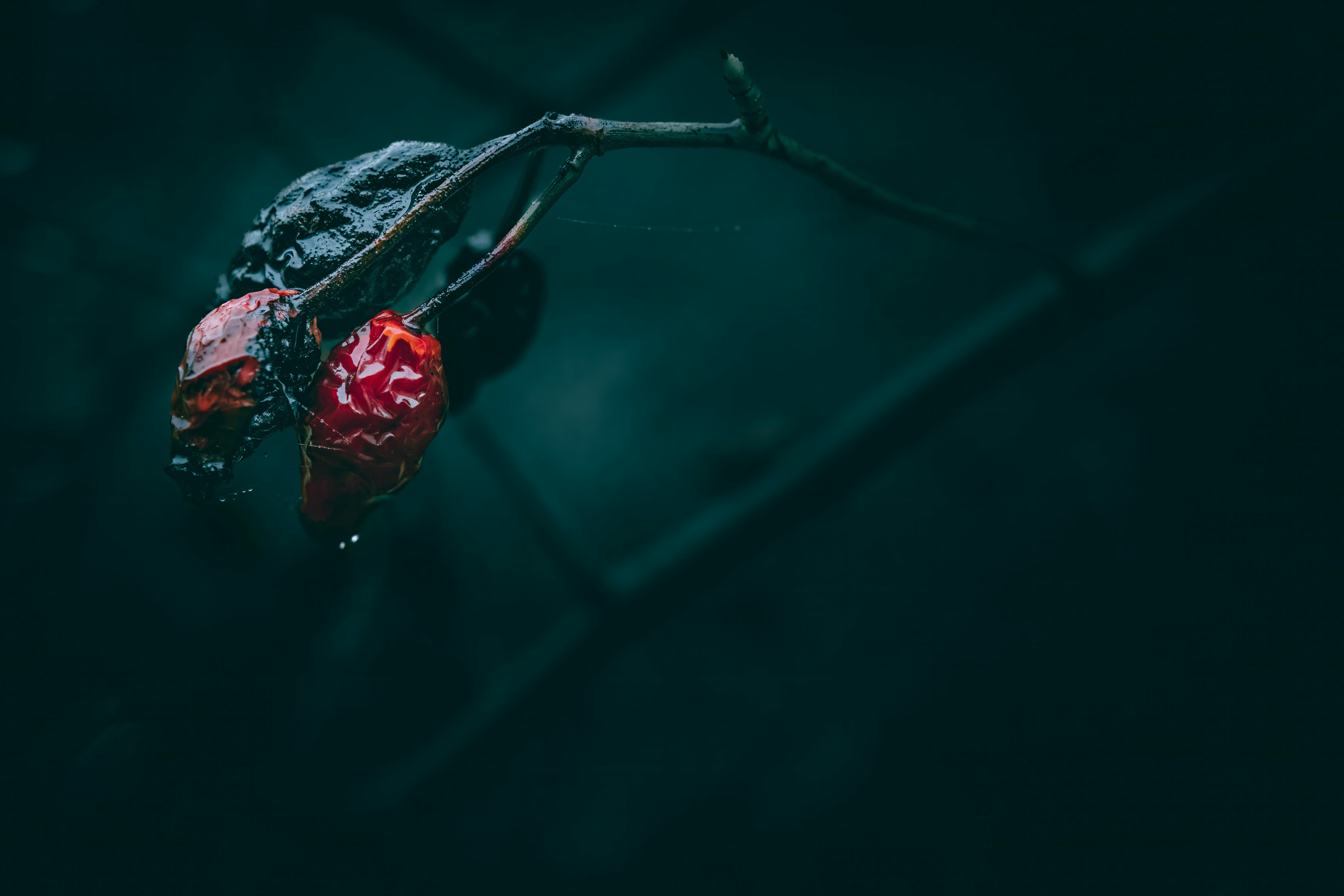 Pop Of Color Photos, Download The BEST Free Pop Of Color Stock Photos ...