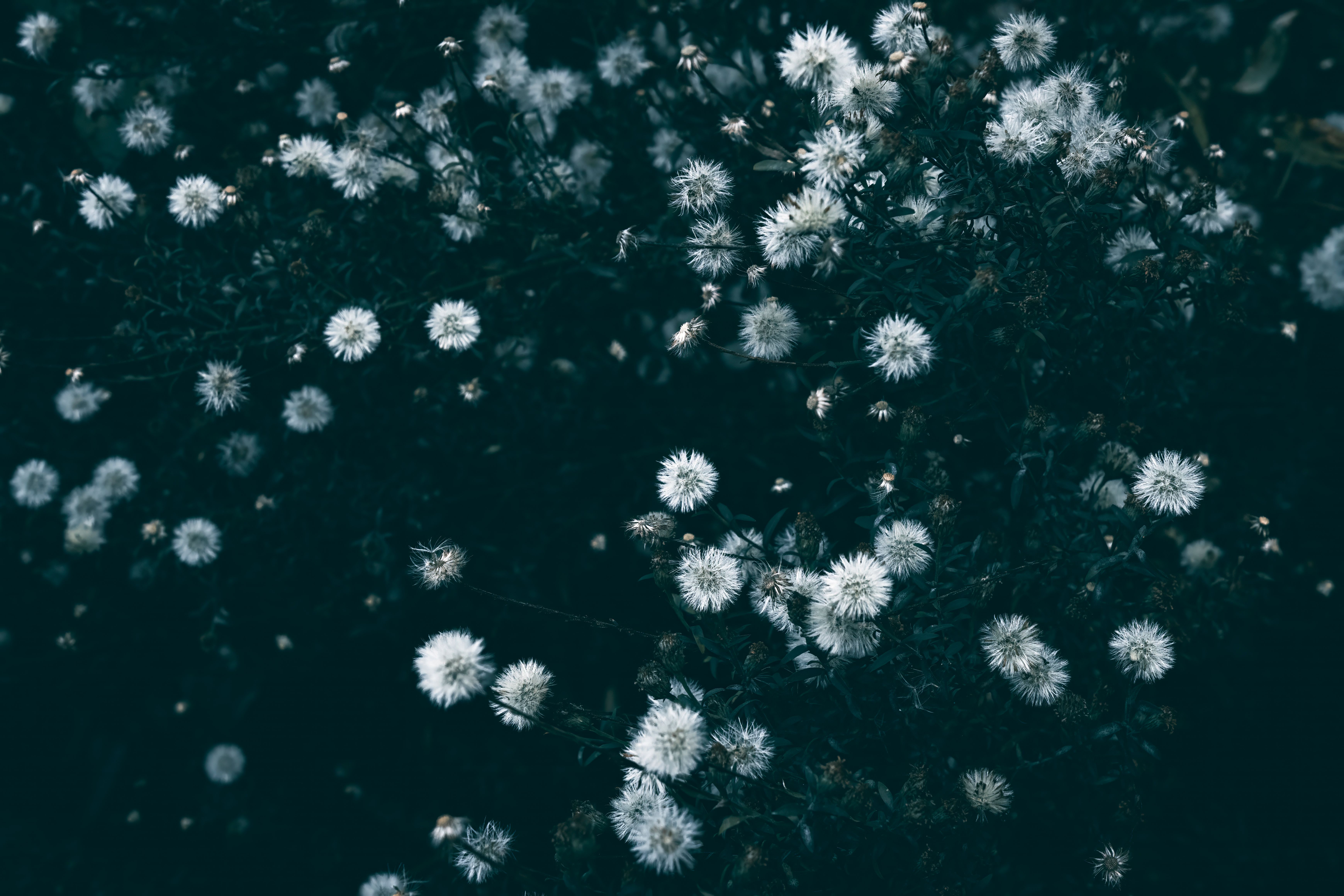 Monochrome Photo of White Fluffy Flowers · Free Stock Photo