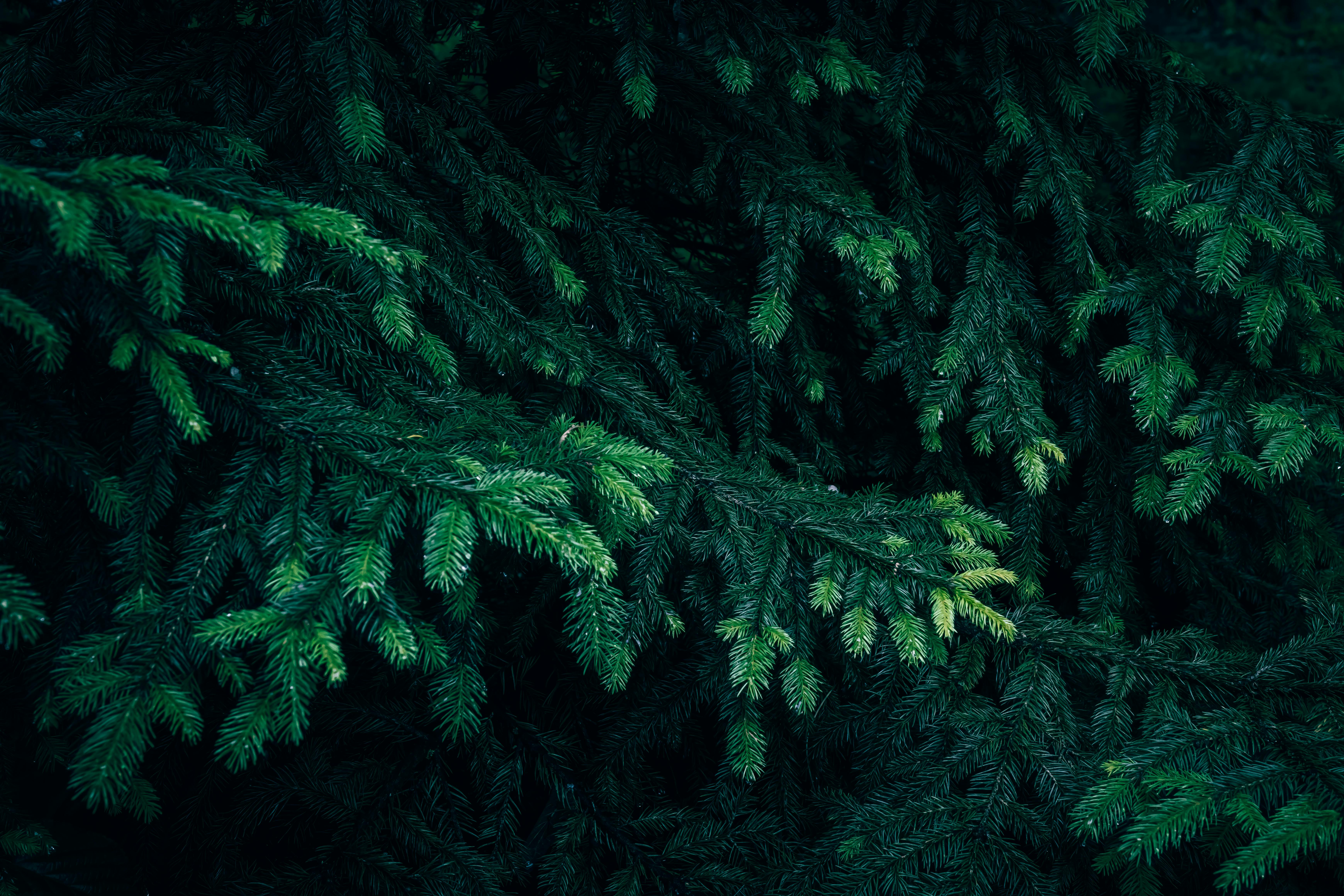 Green Pine Tree in Close Up Photography · Free Stock Photo