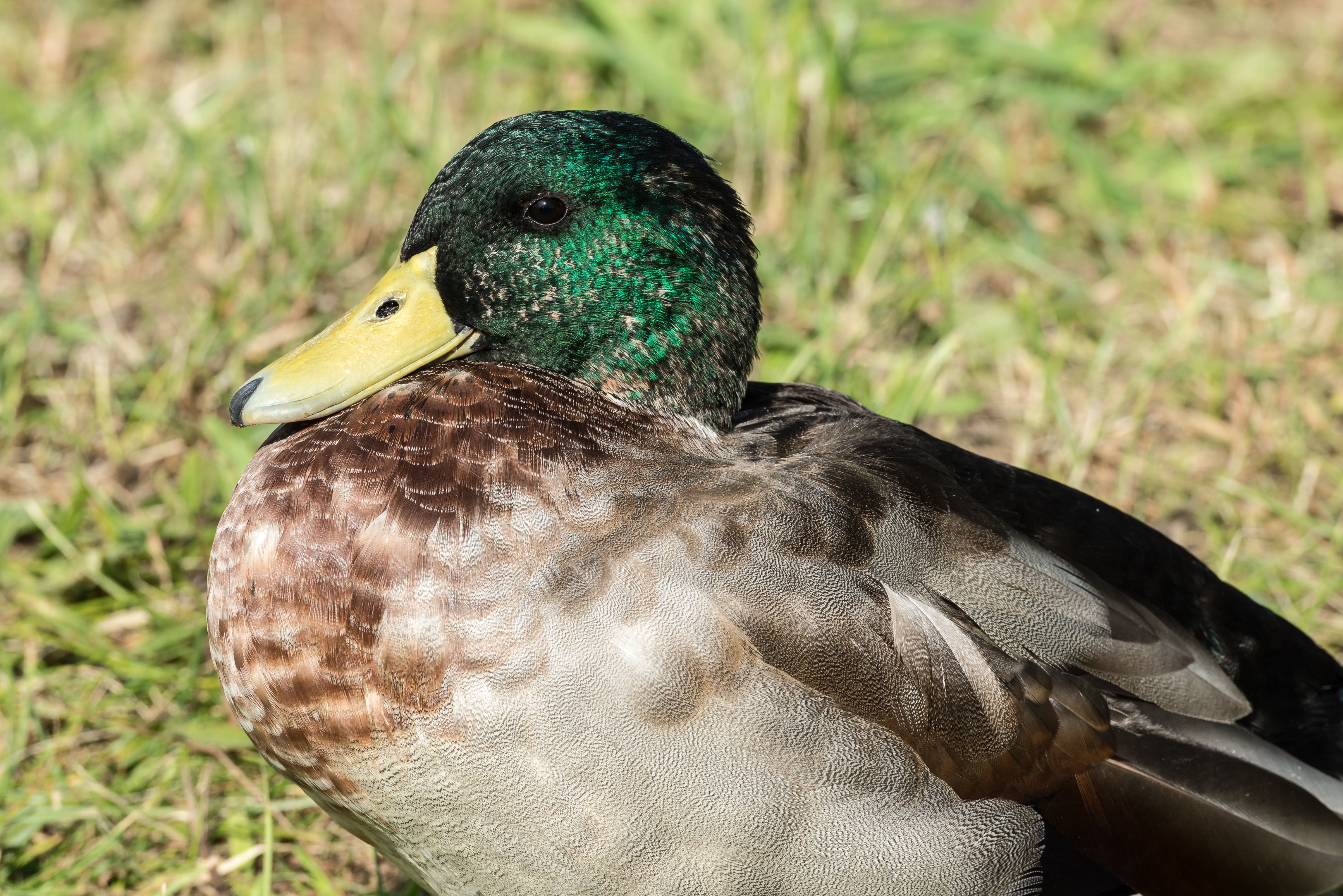 A Male Mallard Sitting on the Grass · Free Stock Photo