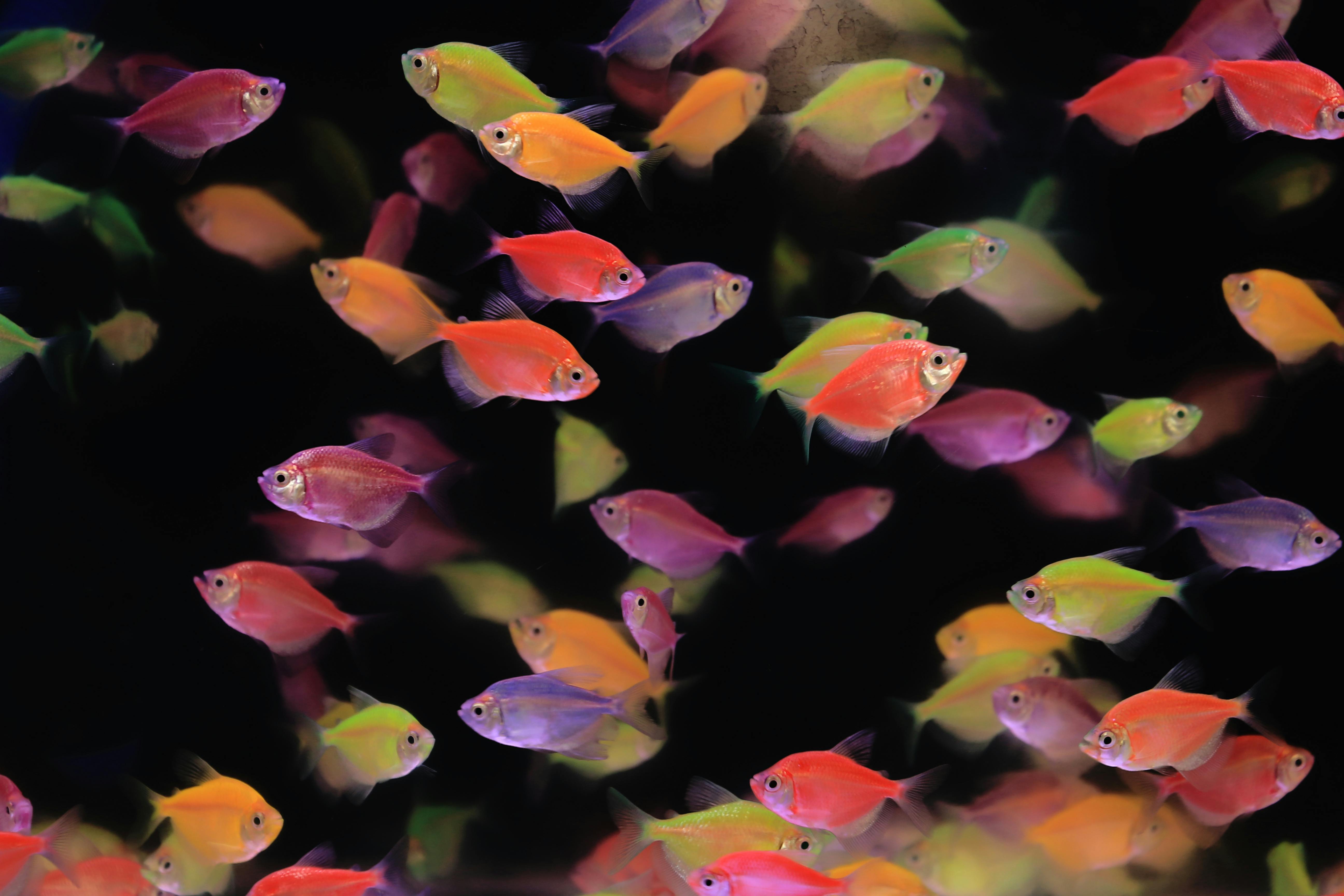 Fish Tank Screen Saver Photos, Download The BEST Free Fish Tank Screen ...