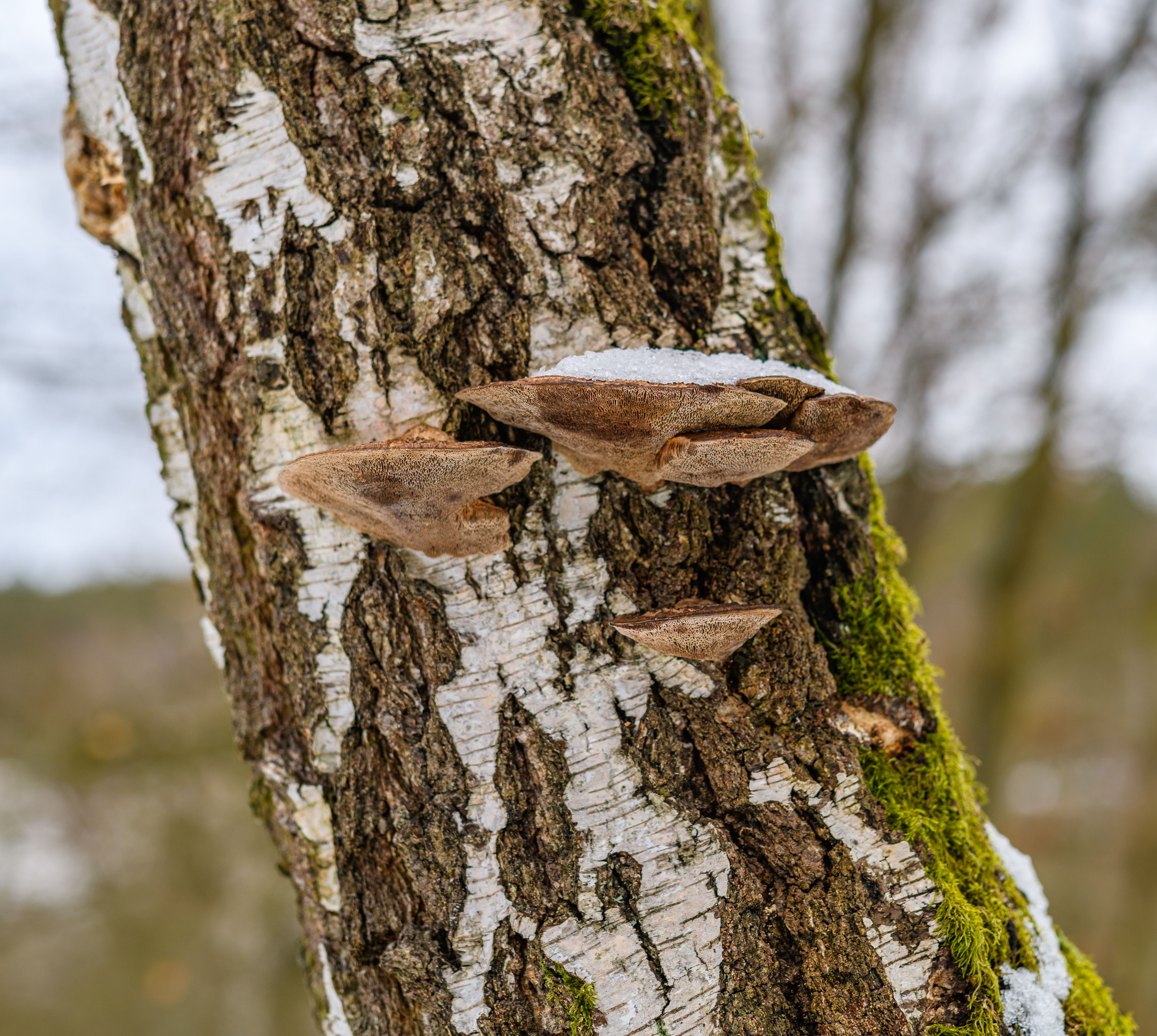 Fungus on a Tree · Free Stock Photo