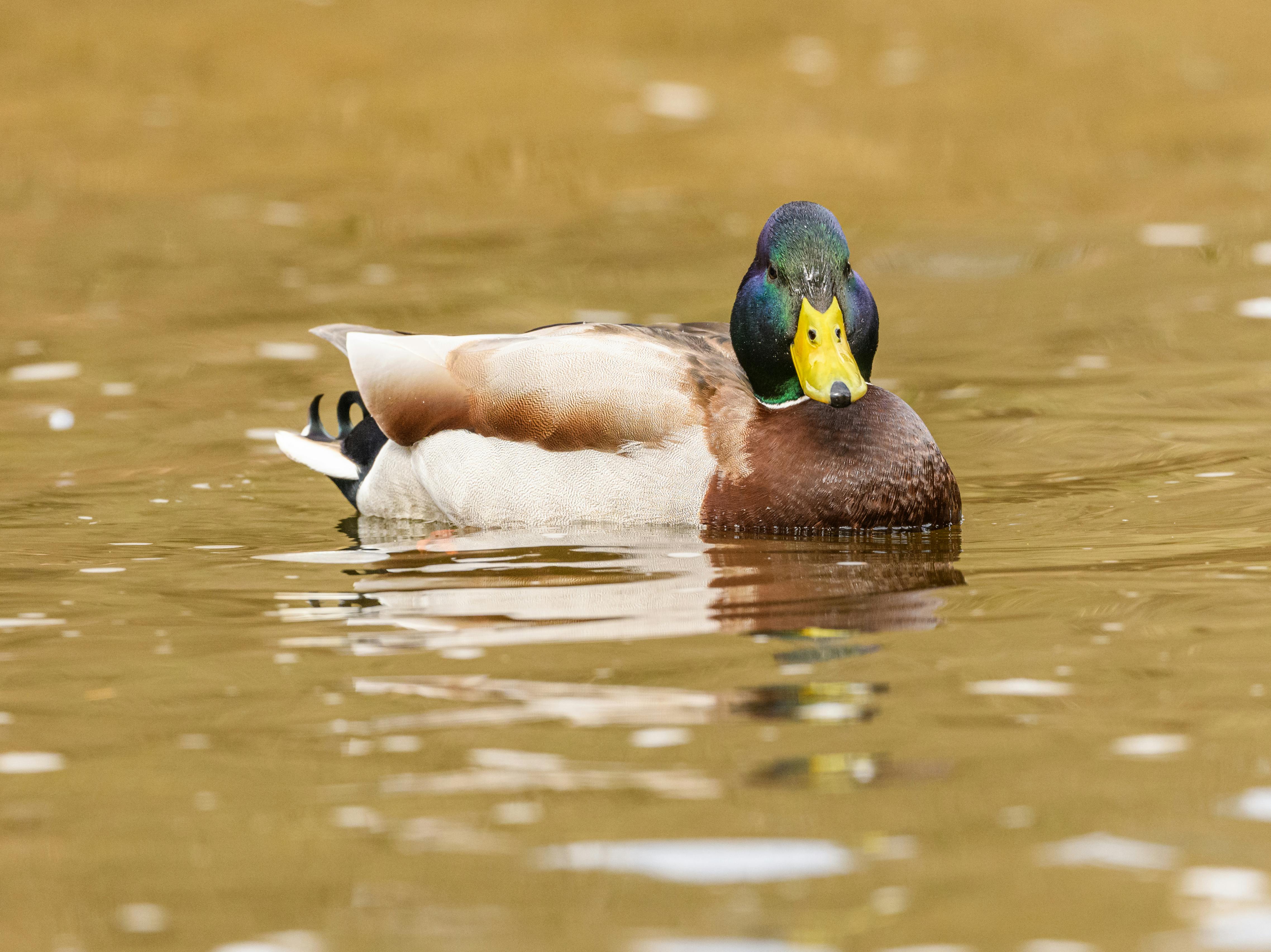 Gray Mallard Ducks · Free Stock Photo