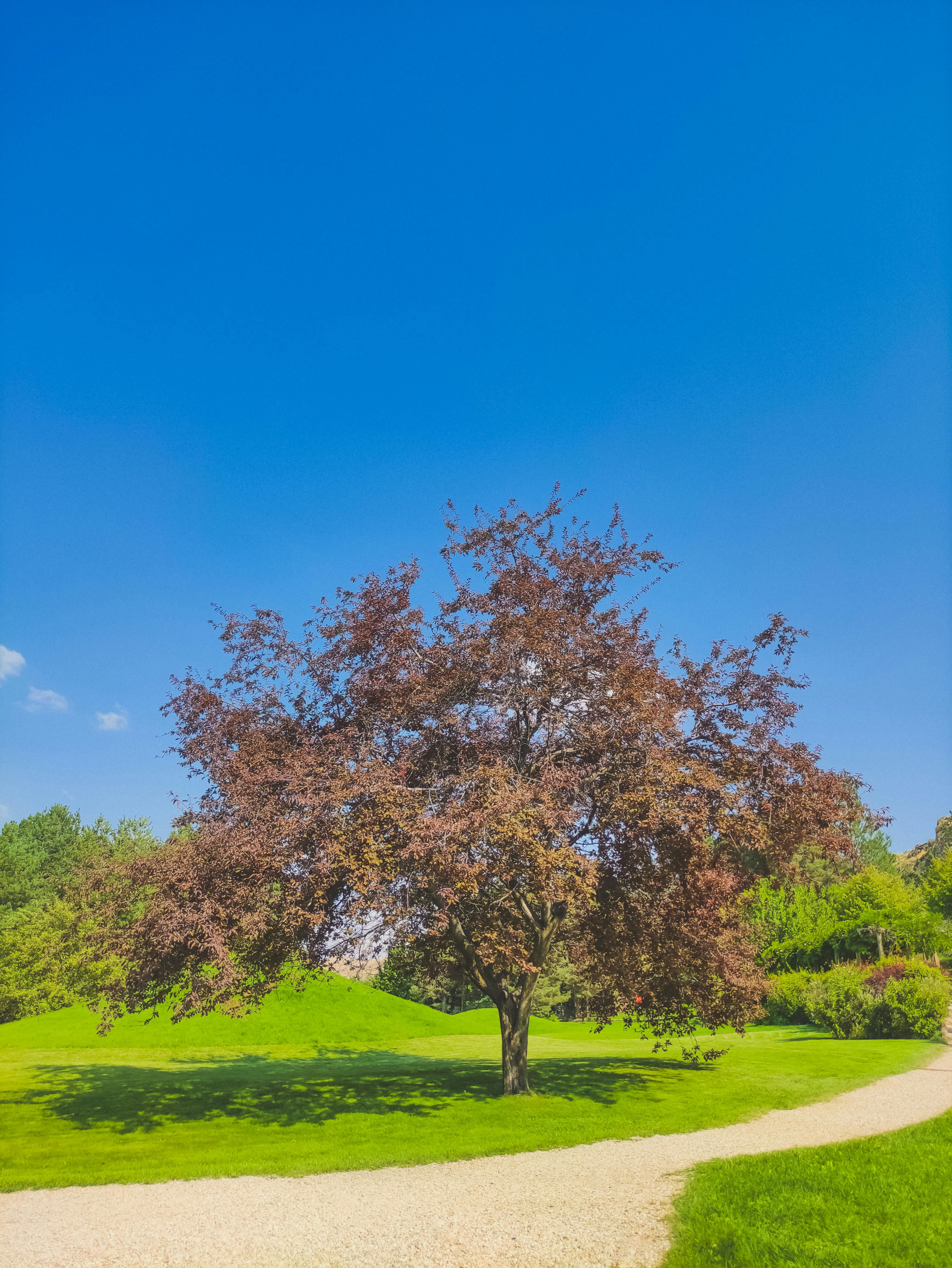 Marula Tree Photos, Download The BEST Free Marula Tree Stock Photos ...