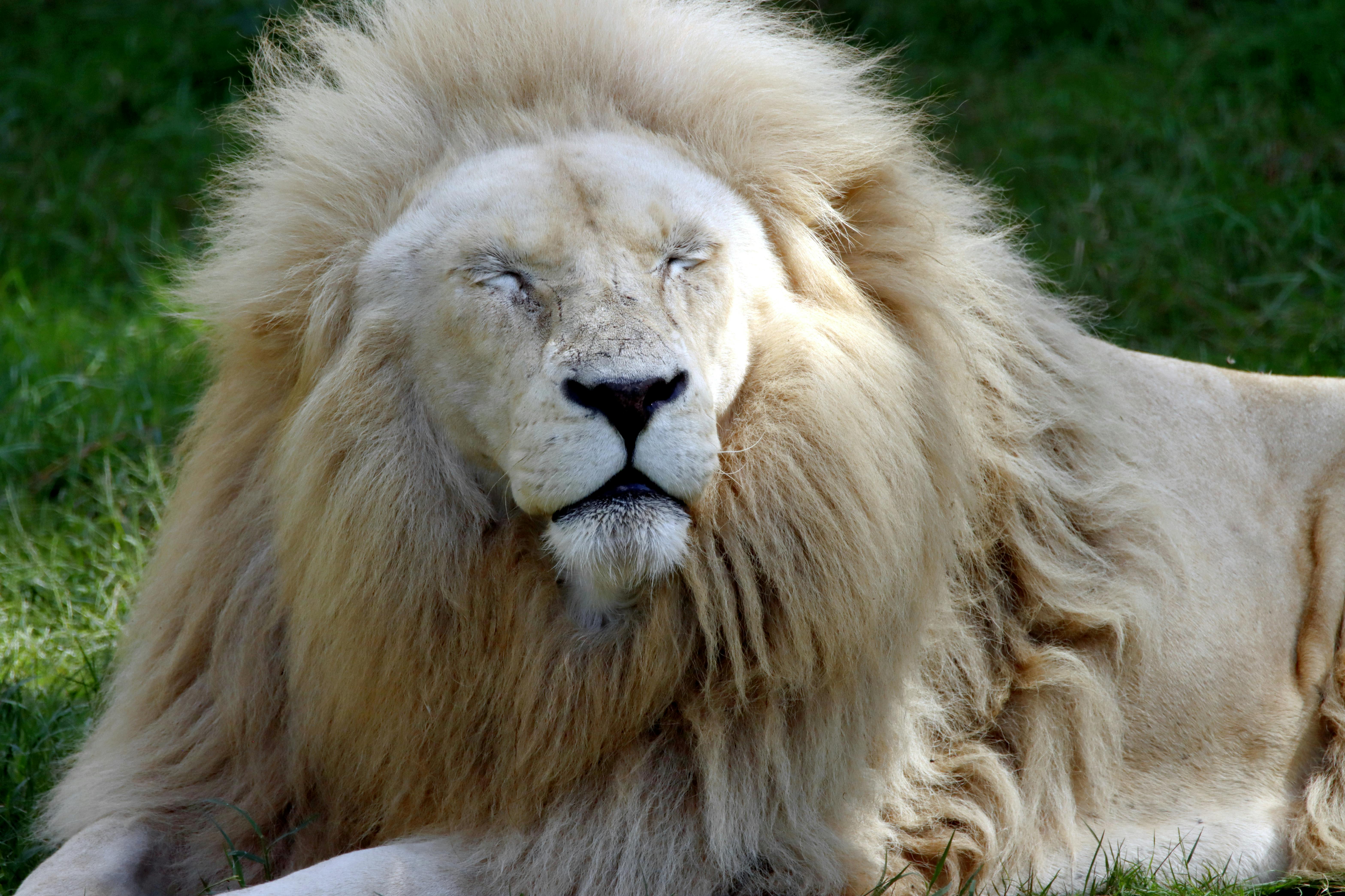 Rumped Lion Photos, Download The BEST Free Rumped Lion Stock Photos ...