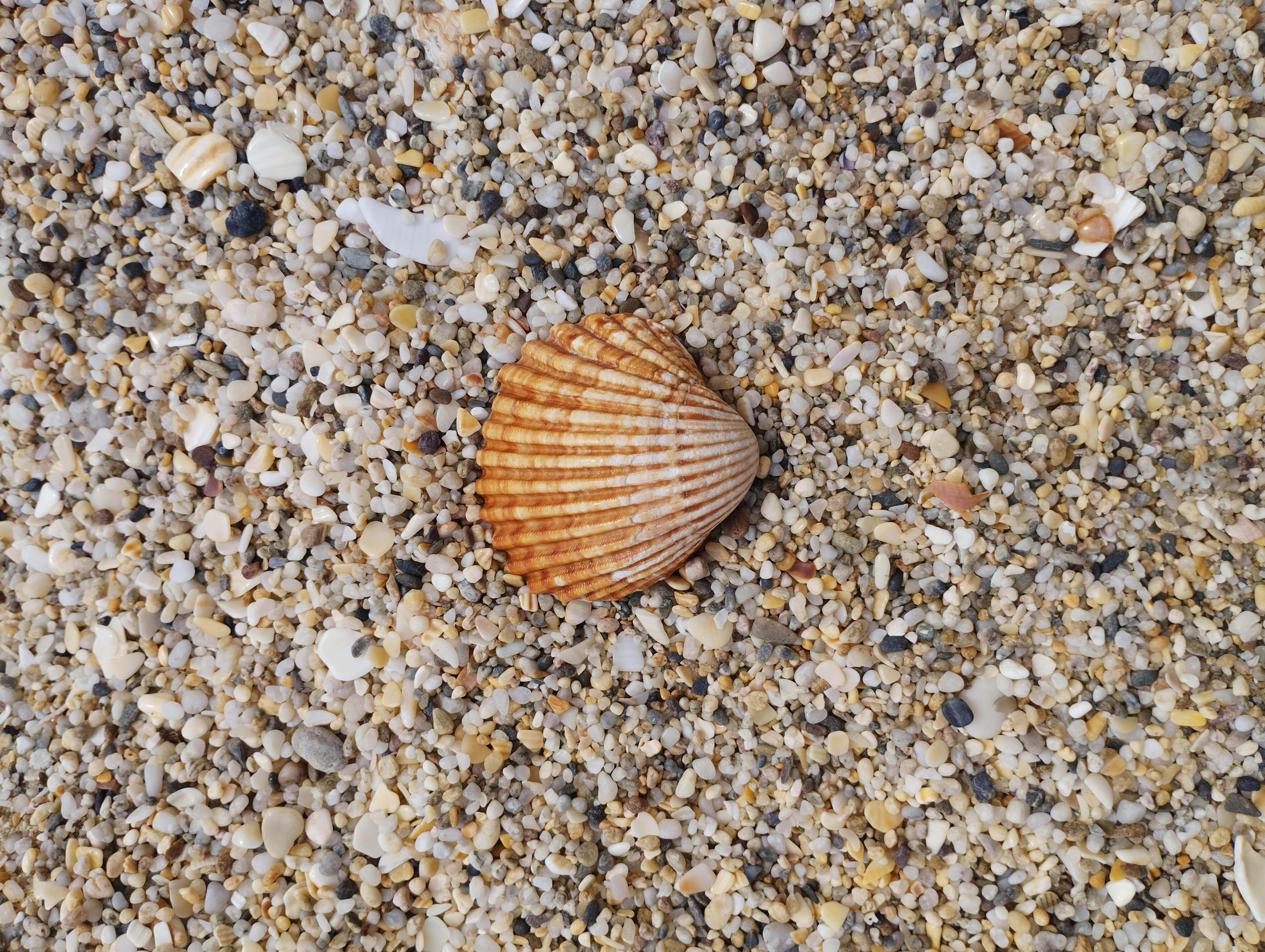 Seashell Lying on a Sand Beach · Free Stock Photo