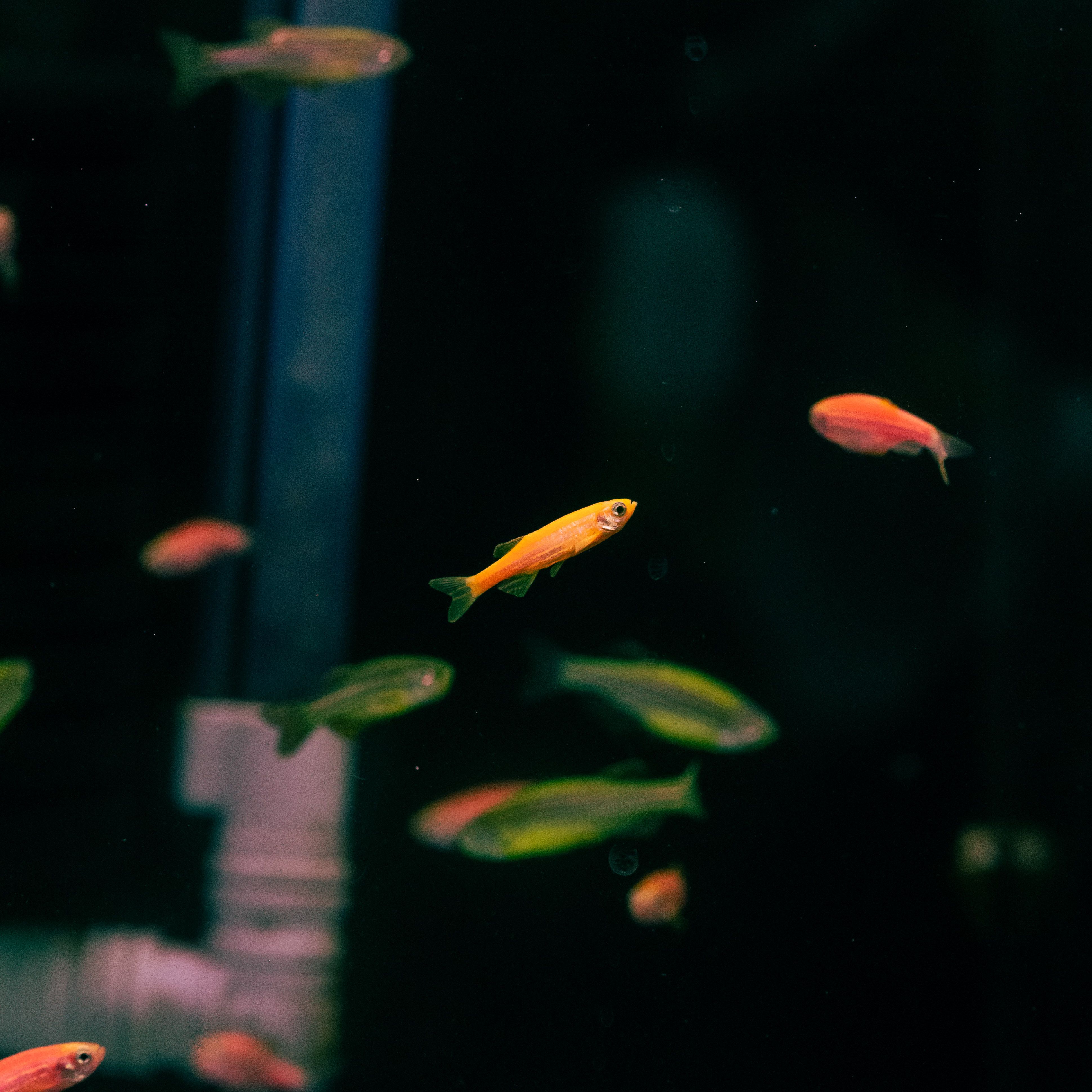 Foto de stock gratuita sobre acuario, acuario casero, acuario tranquilo ...