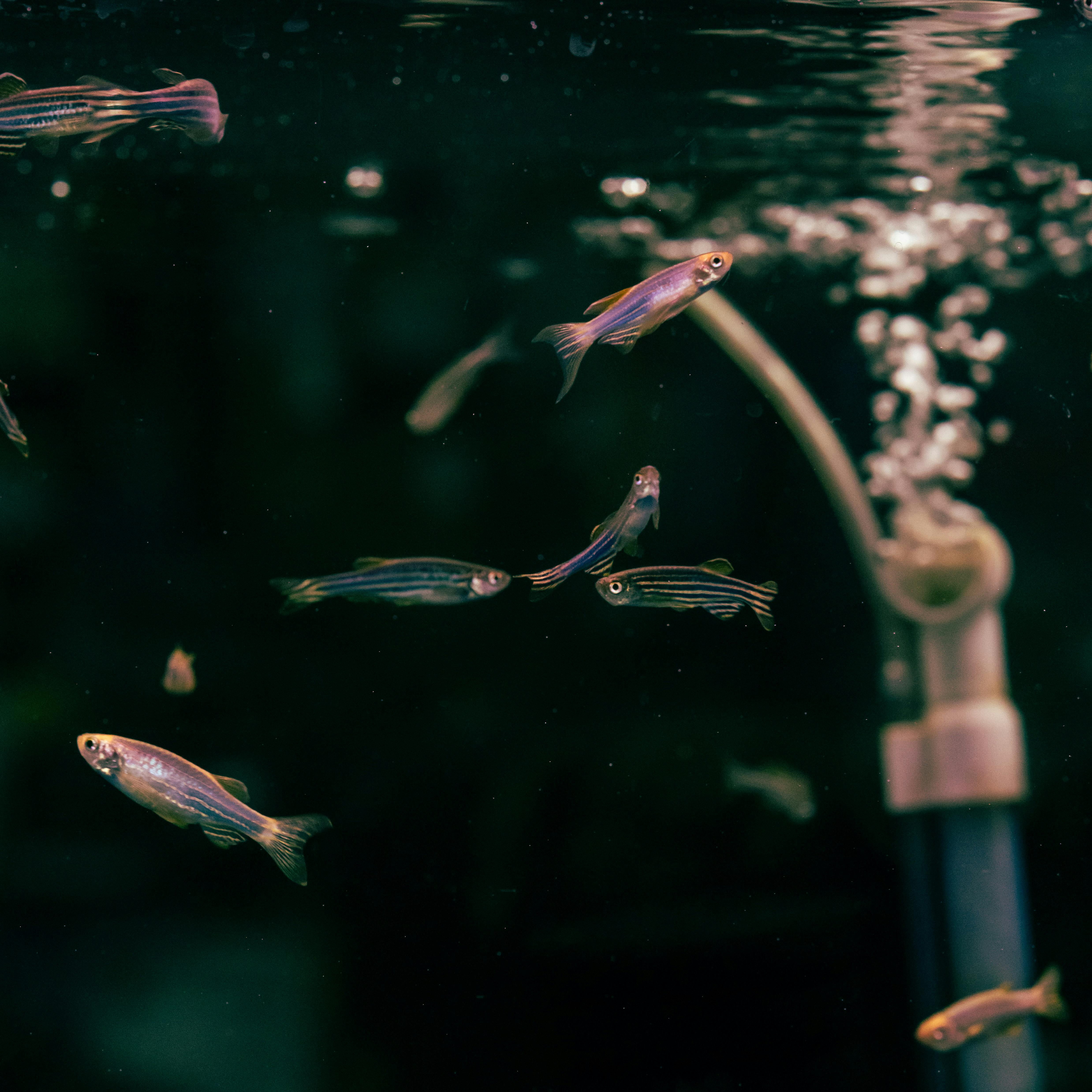 Zebrafish Swimming in Aquarium · Free Stock Photo