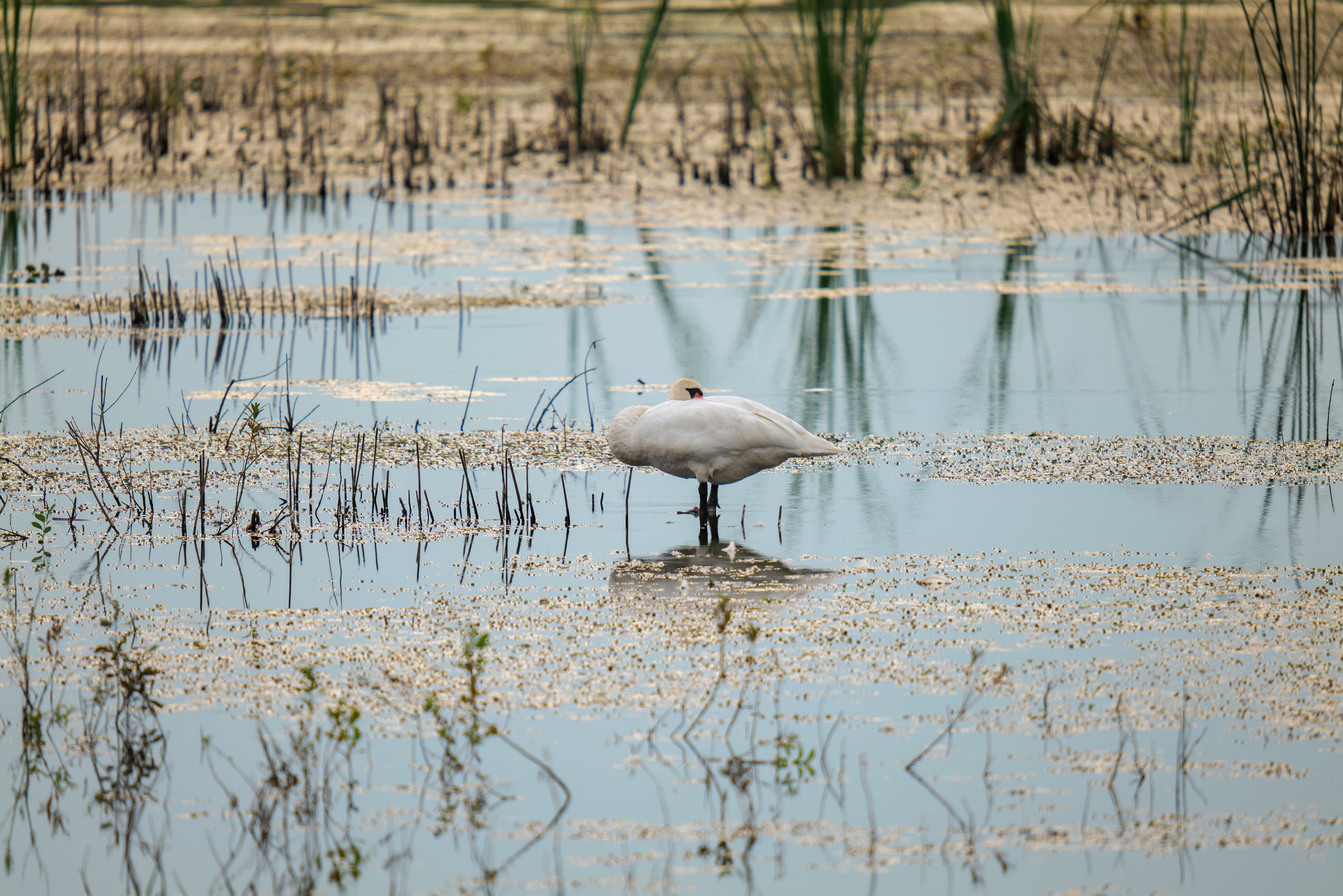 A Swan Standing in a Shallow Body of Water · Free Stock Photo