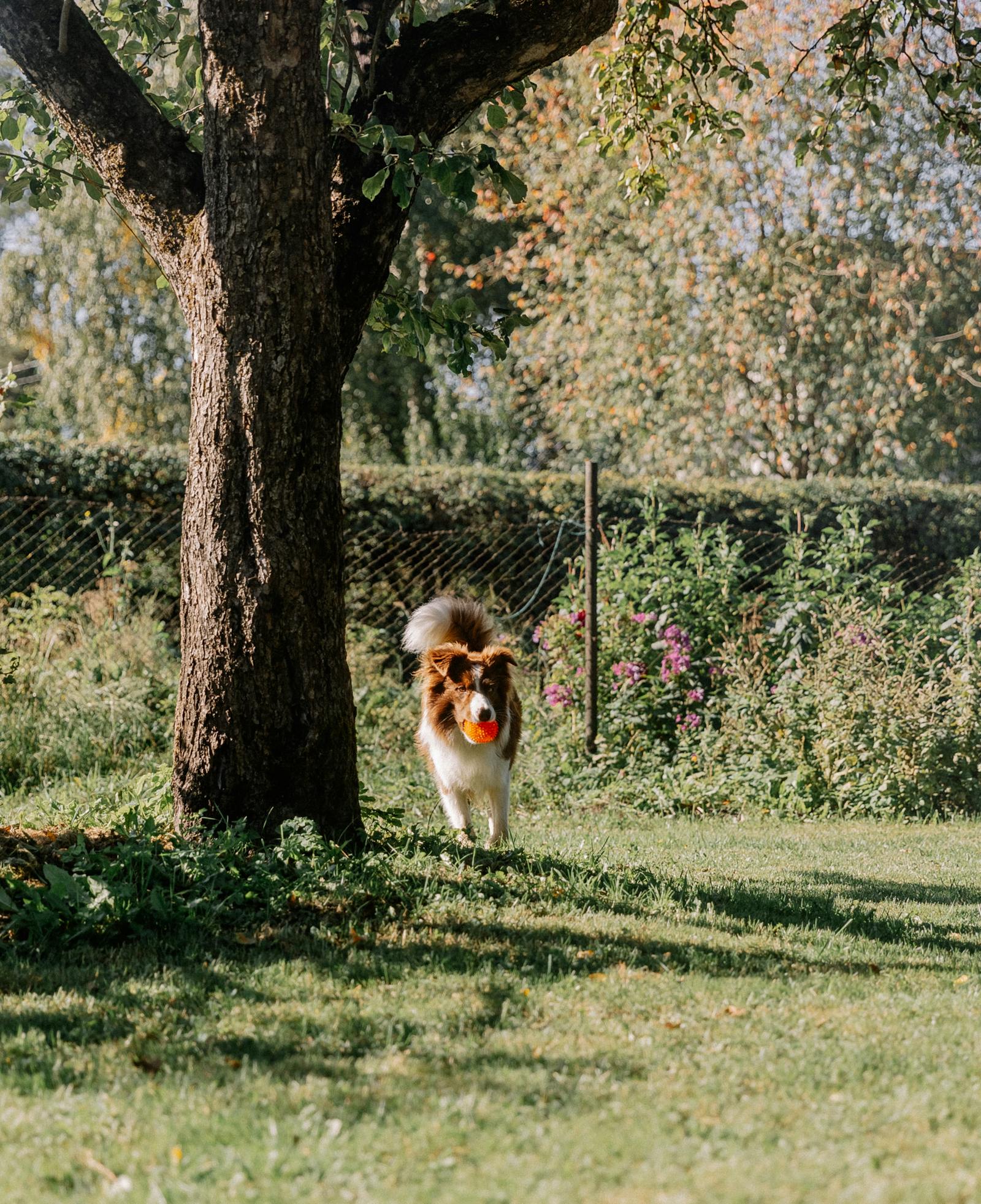 Dog Playing Garden Photos, Download The BEST Free Dog Playing Garden ...